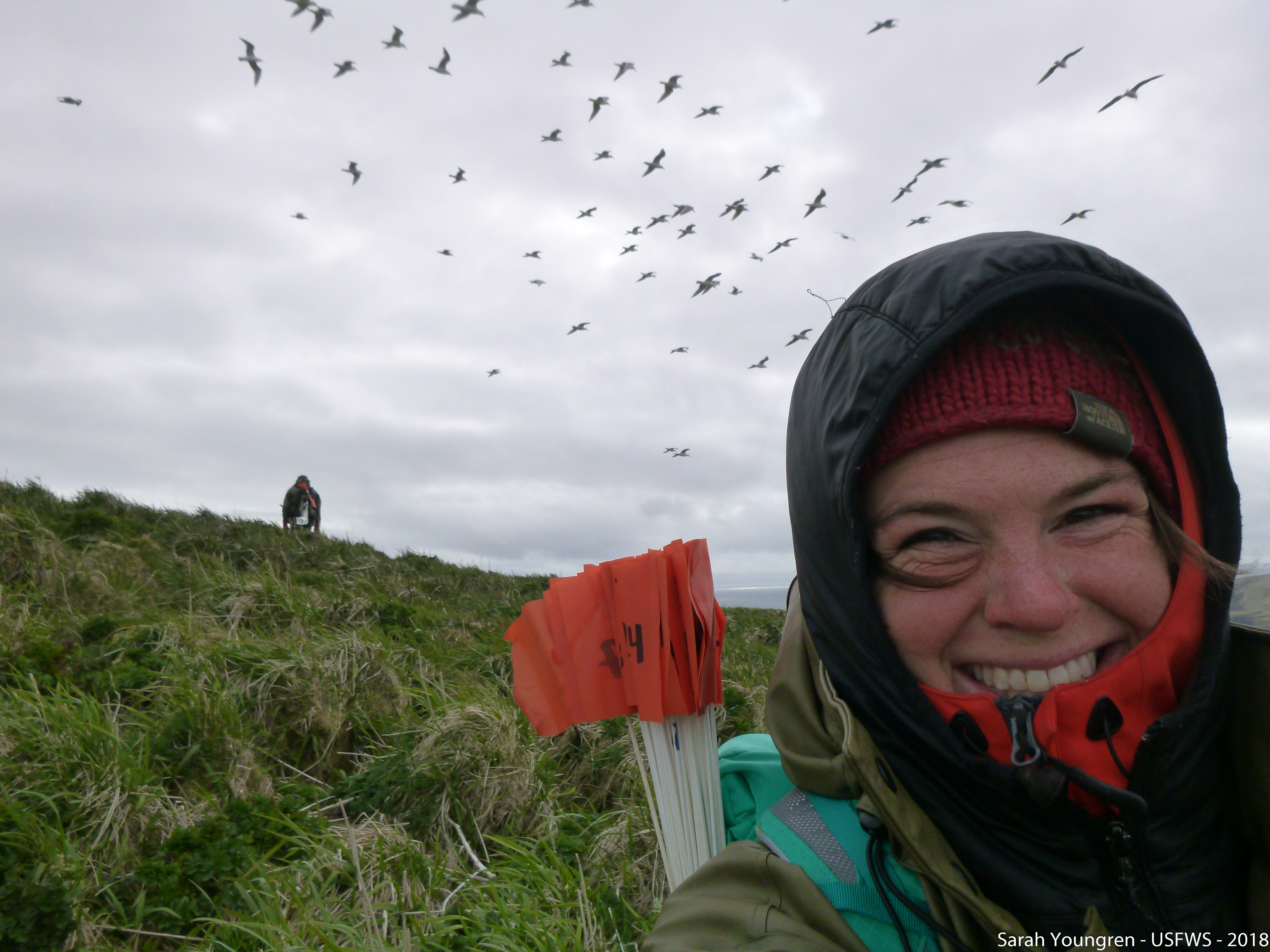 Seabird monitoring at Alaska Maritime Refuge | FWS.gov