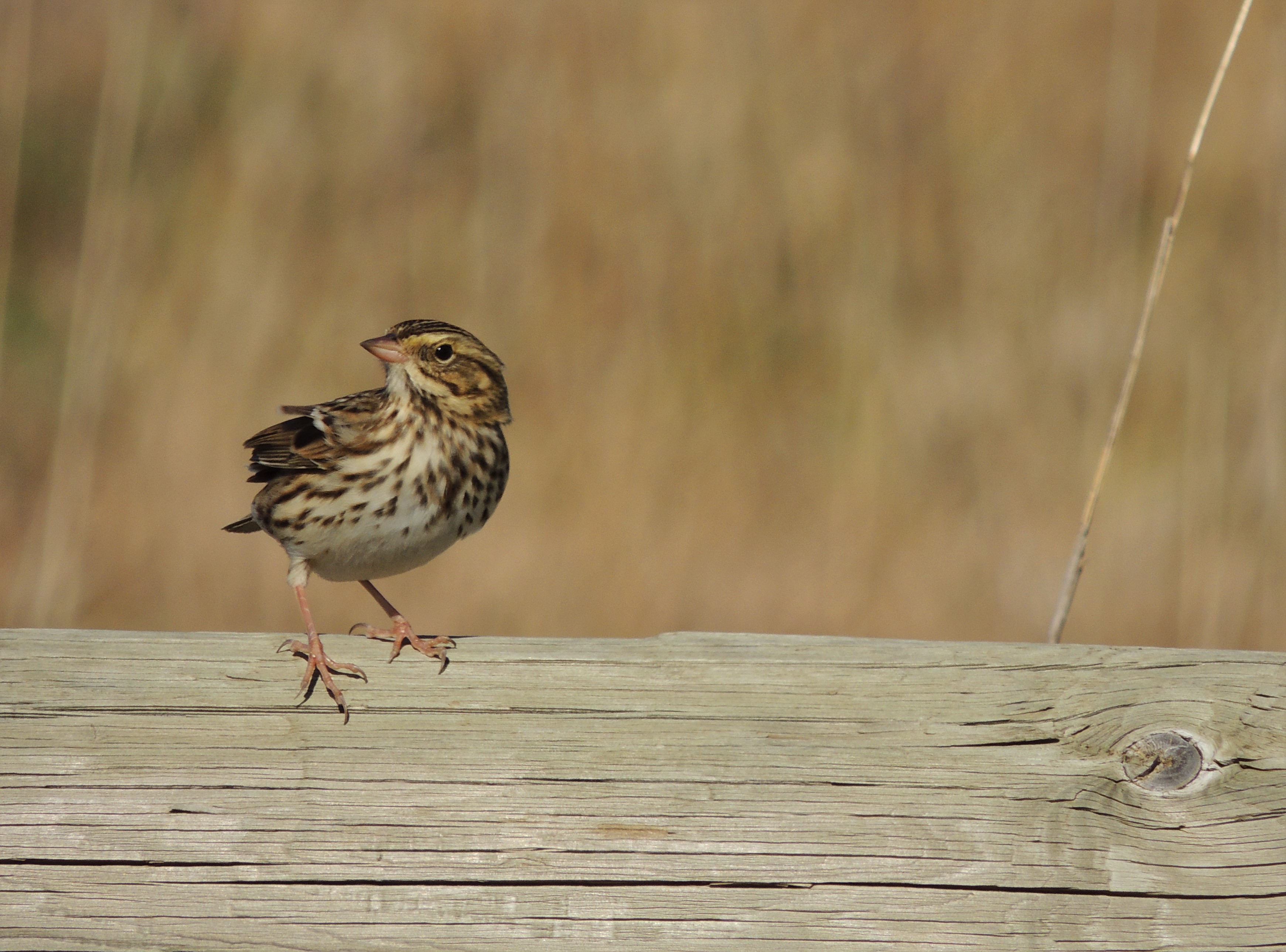 An Inquisitive Savannah Sparrow | FWS.gov