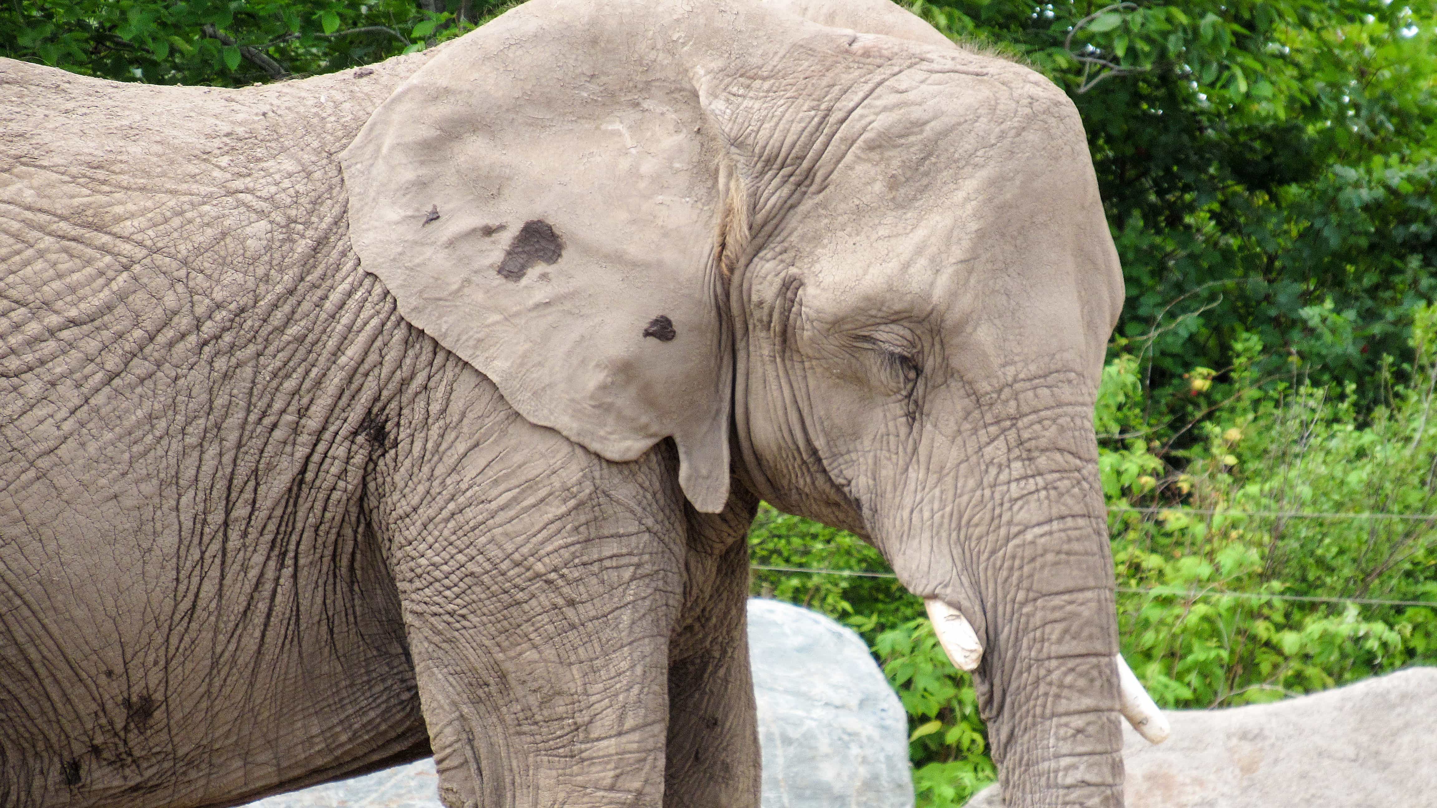 Elephant | FWS.gov