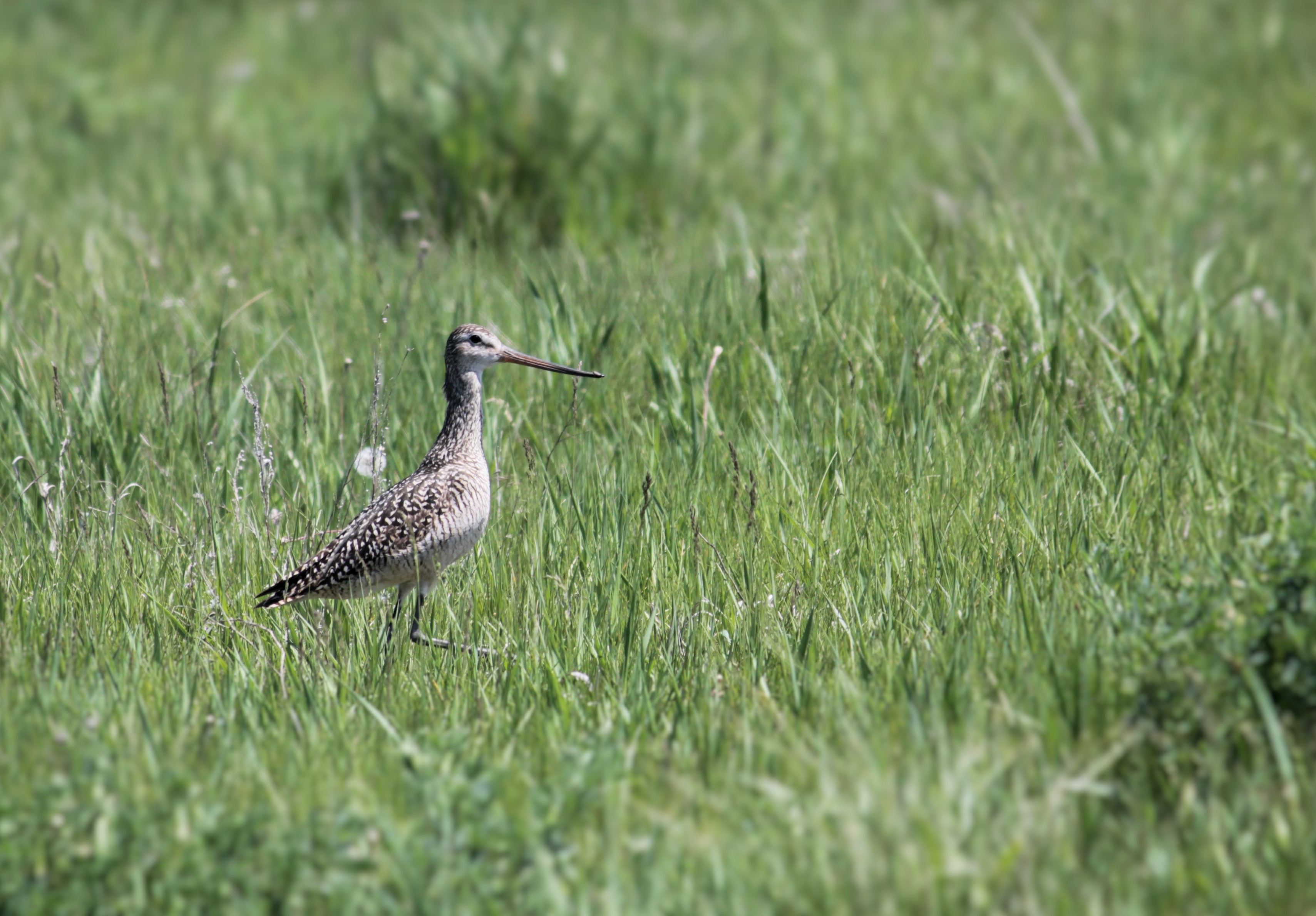 Marbled godwit at the Kulm Wetland Management District | FWS.gov