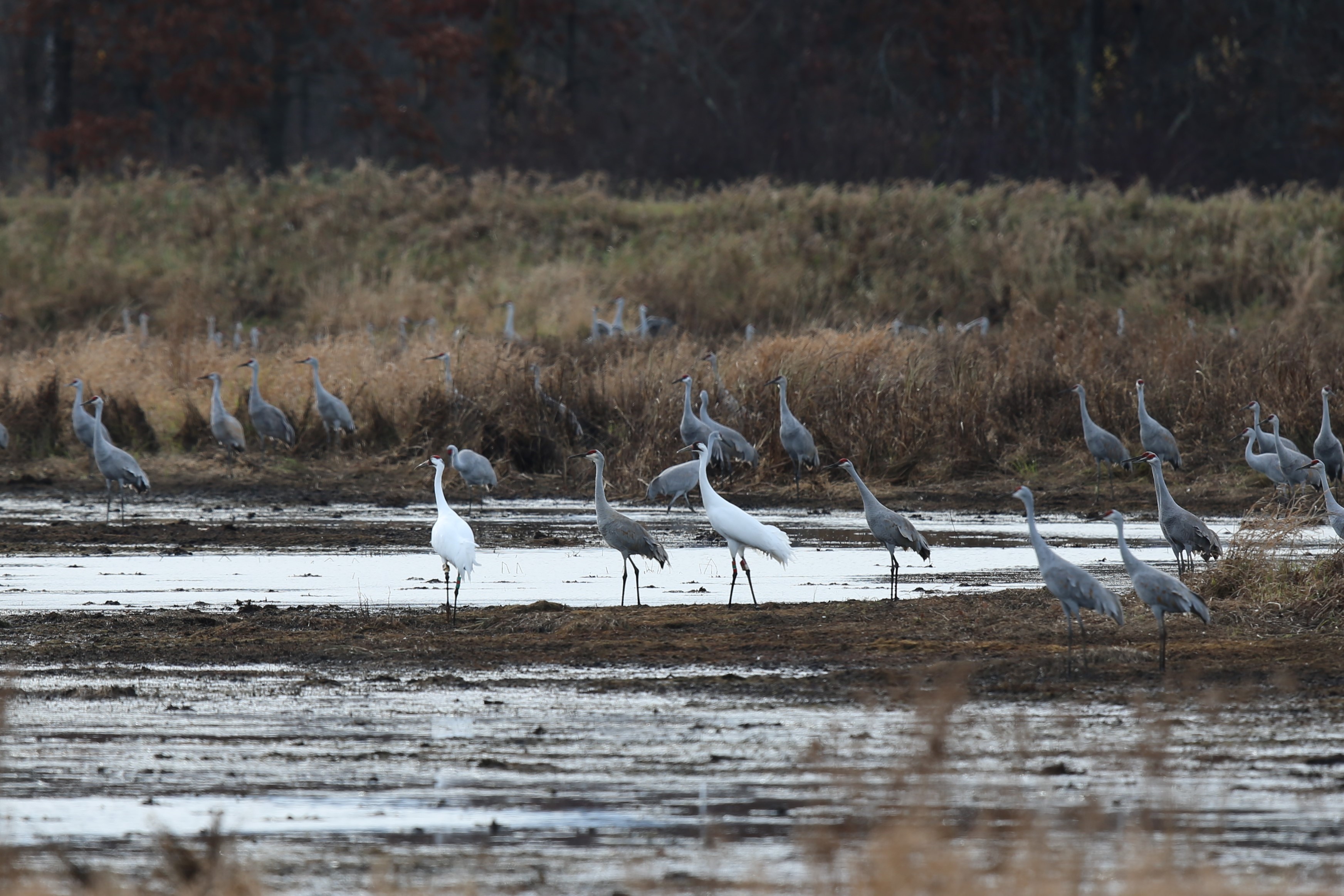 Whooping Cranes and Sandhill Cranes | FWS.gov