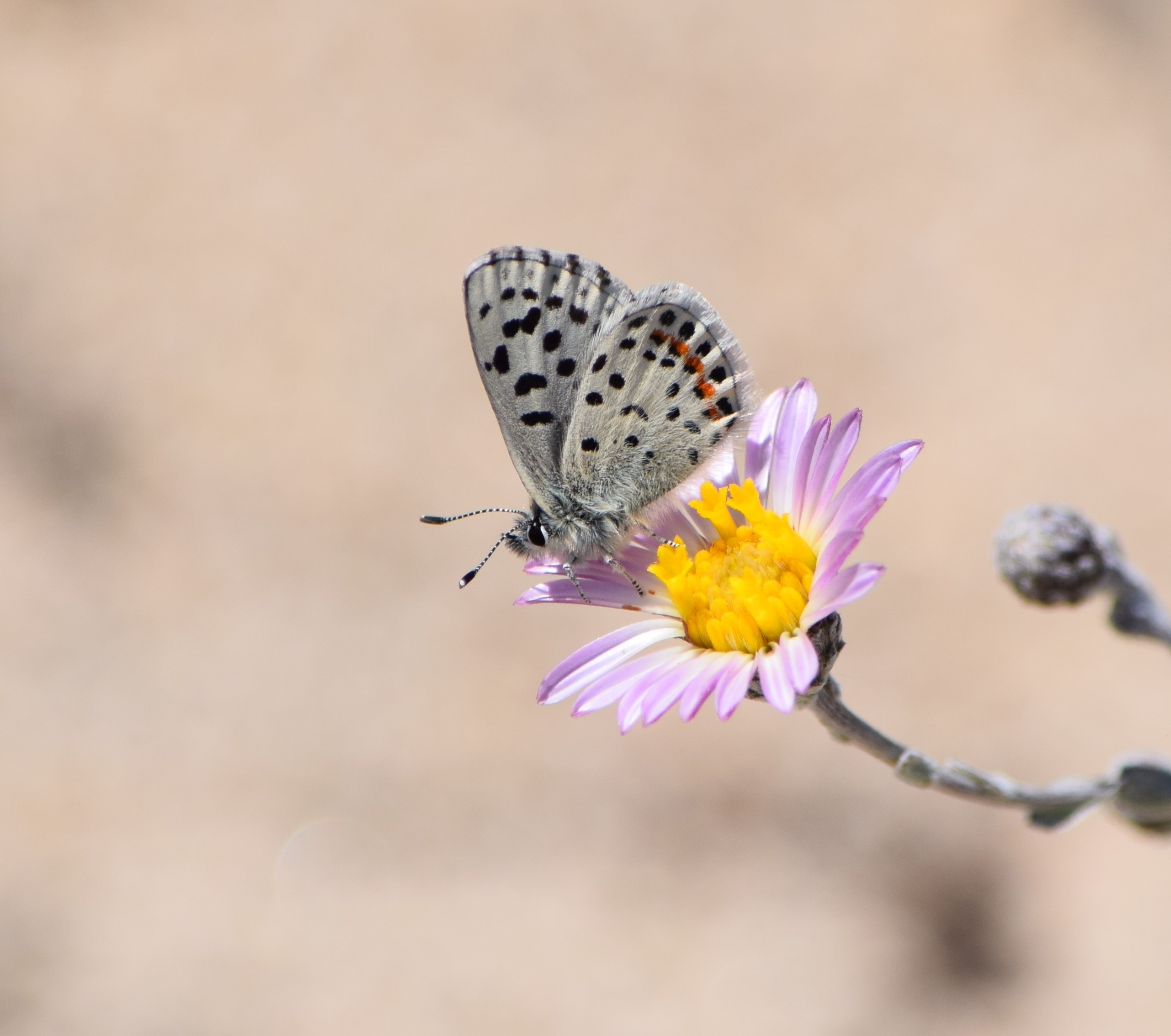 Smith's Blue Butterfly.jpg | FWS.gov
