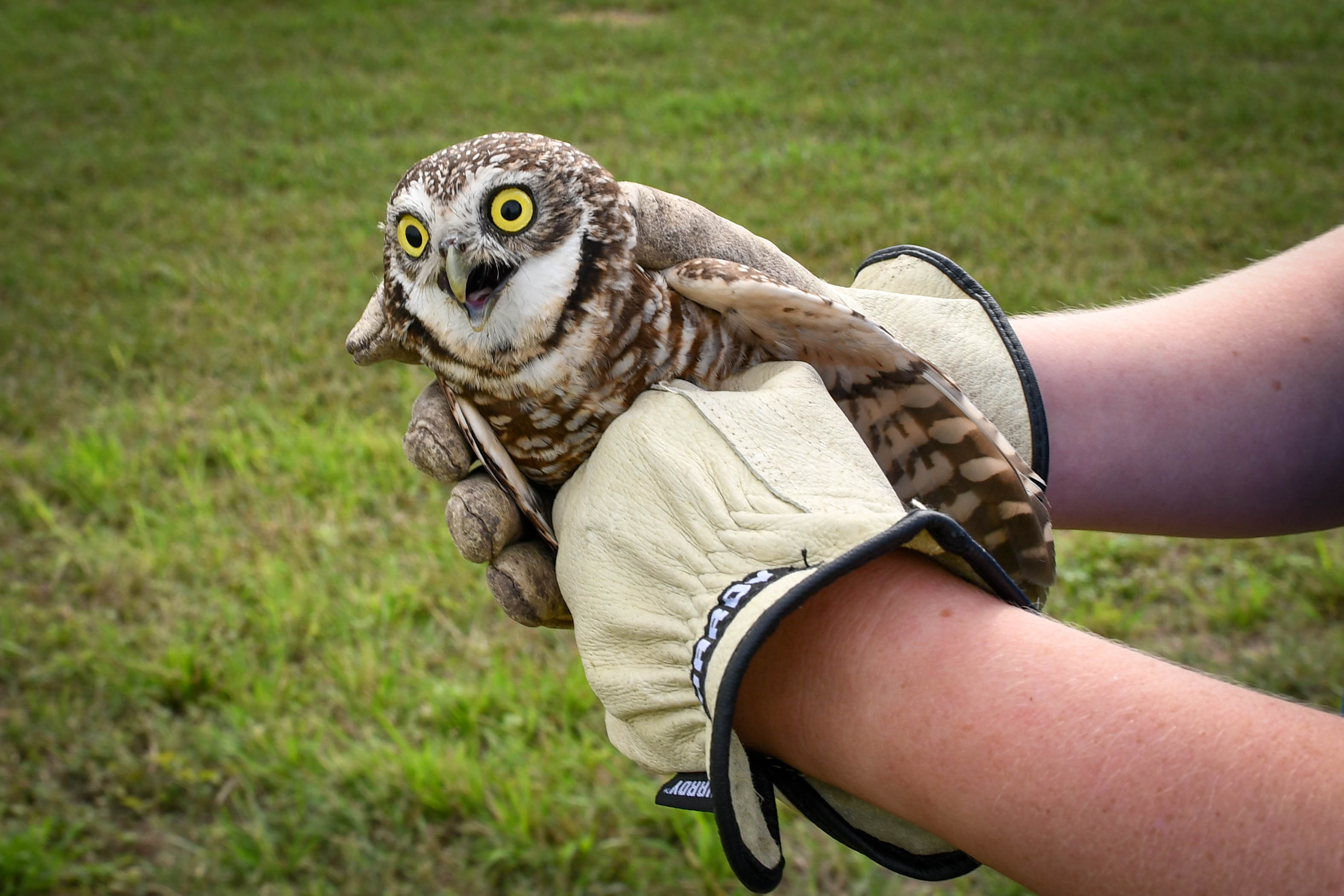 Hands holding a western burrowing owl | FWS.gov