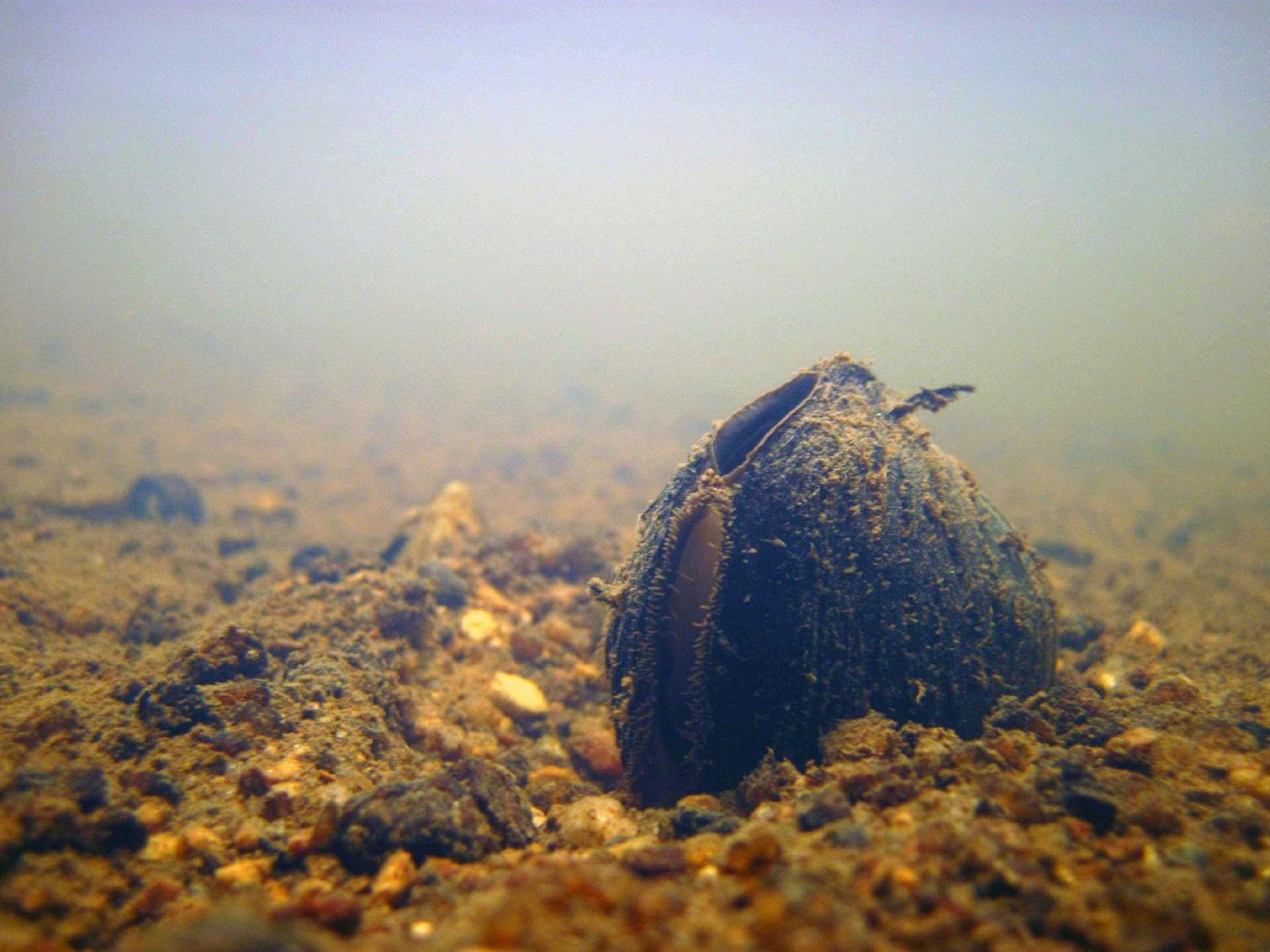 Carolina heelsplitter | FWS.gov