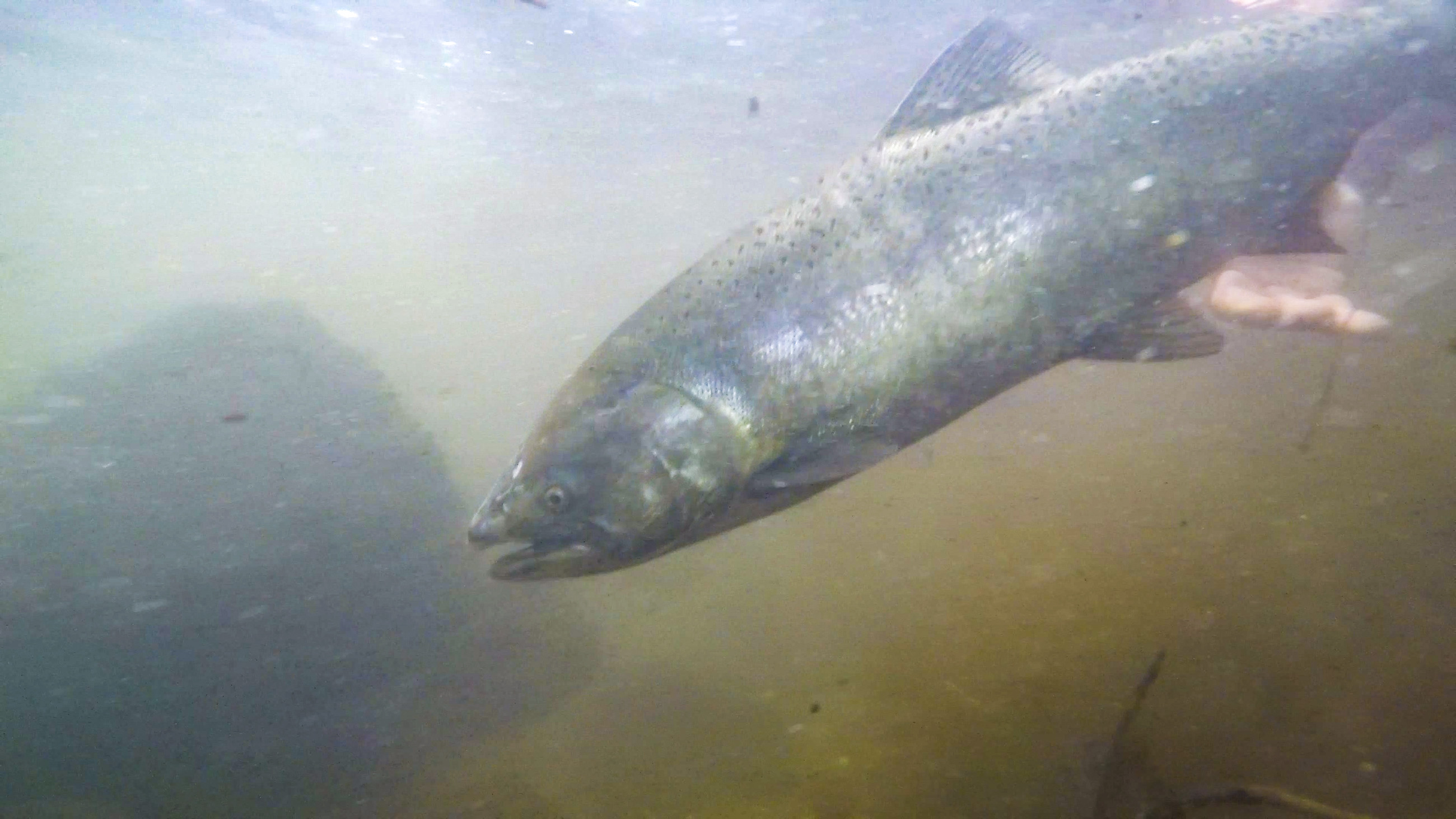 Spring-run Chinook | FWS.gov