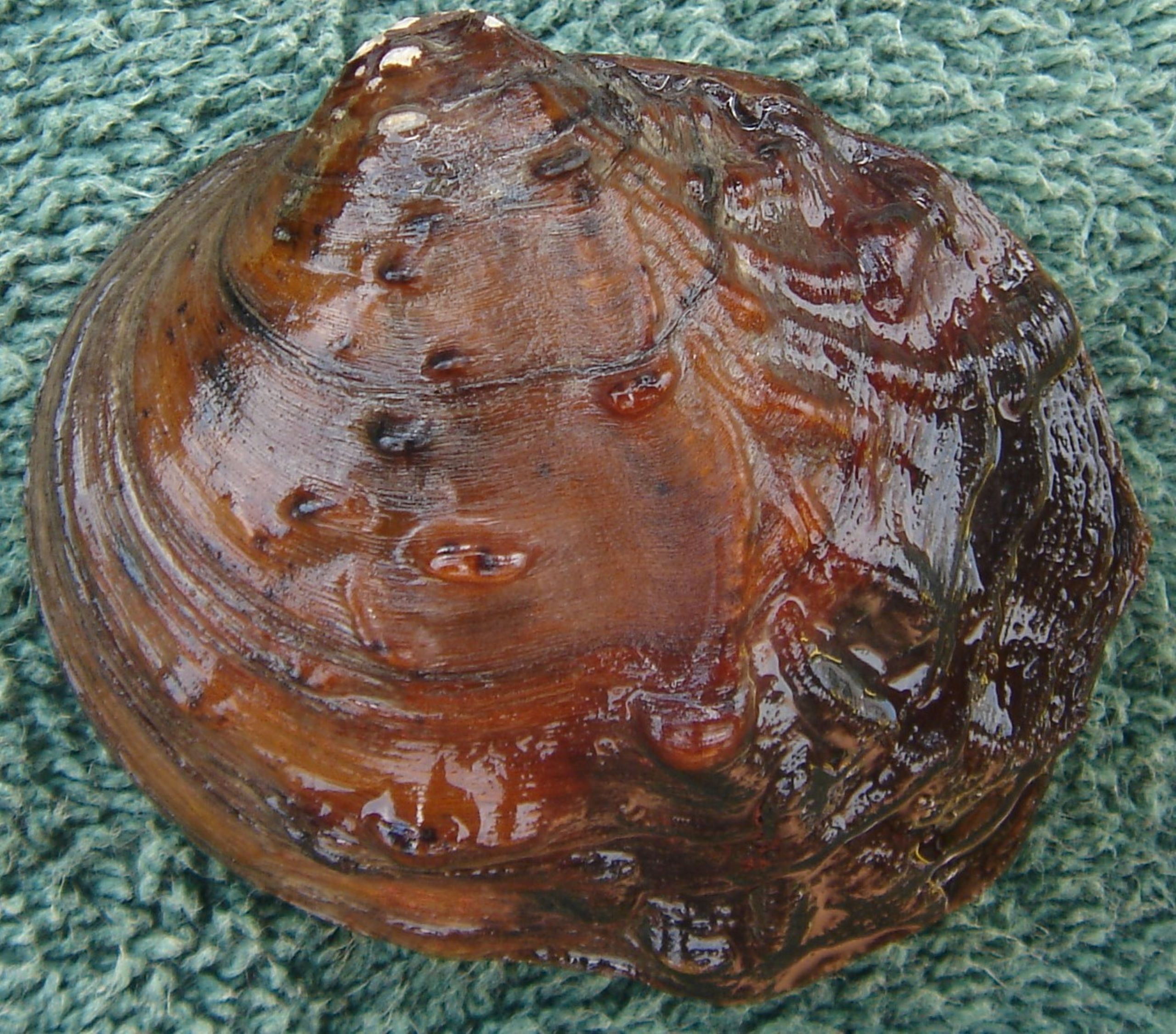 winged mapleleaf mussel | FWS.gov