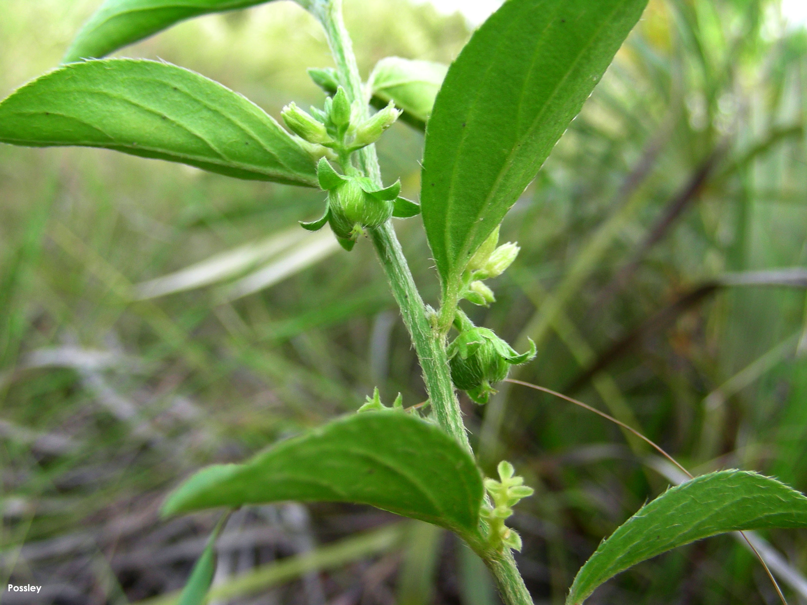Blodgett's silverbush, threatened Florida endemic | FWS.gov