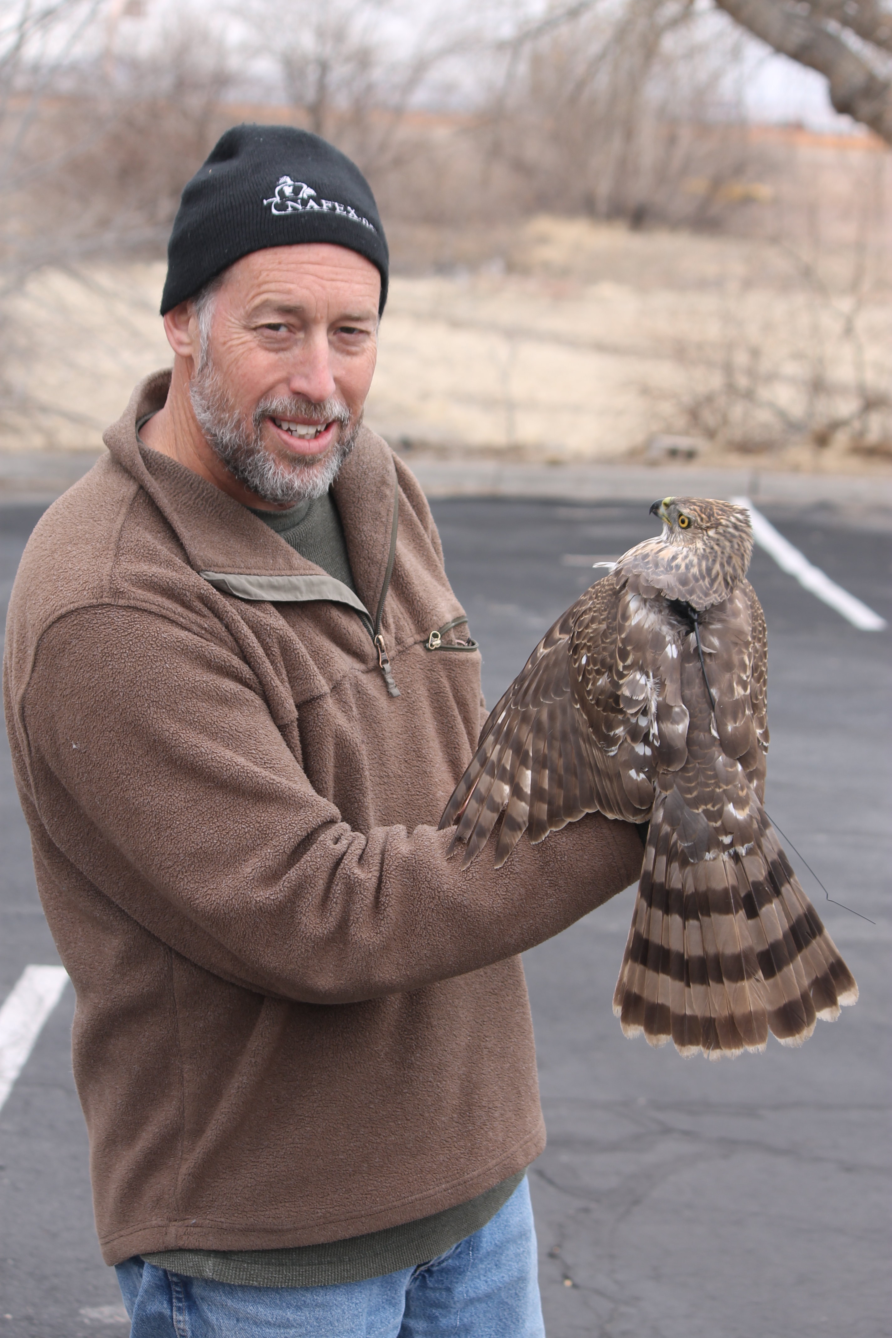 Brian Millsap holding juvenile female Cooper's Hawk with VHF radio ...