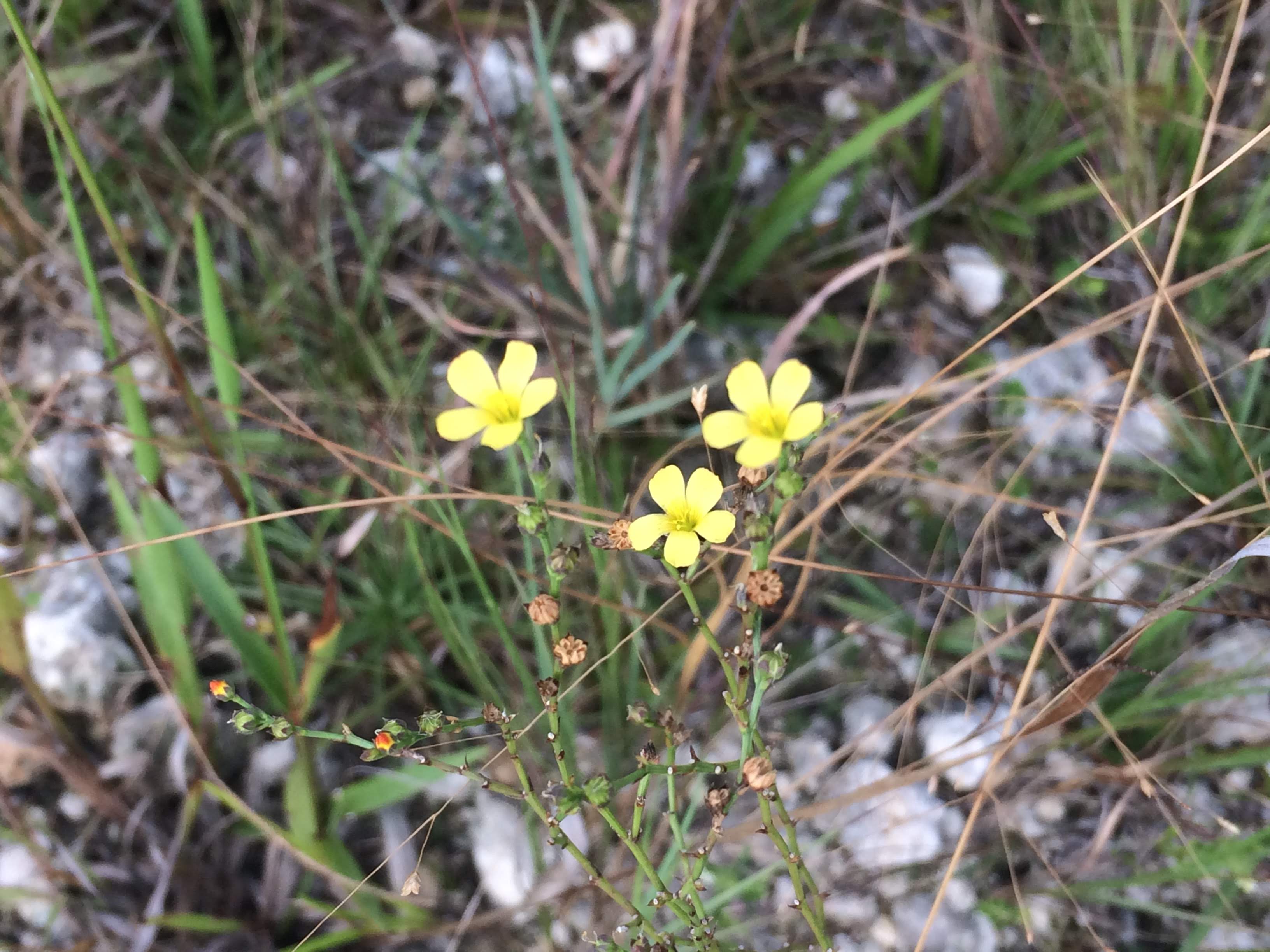 Sand flax, endangered, Florida endemic | FWS.gov