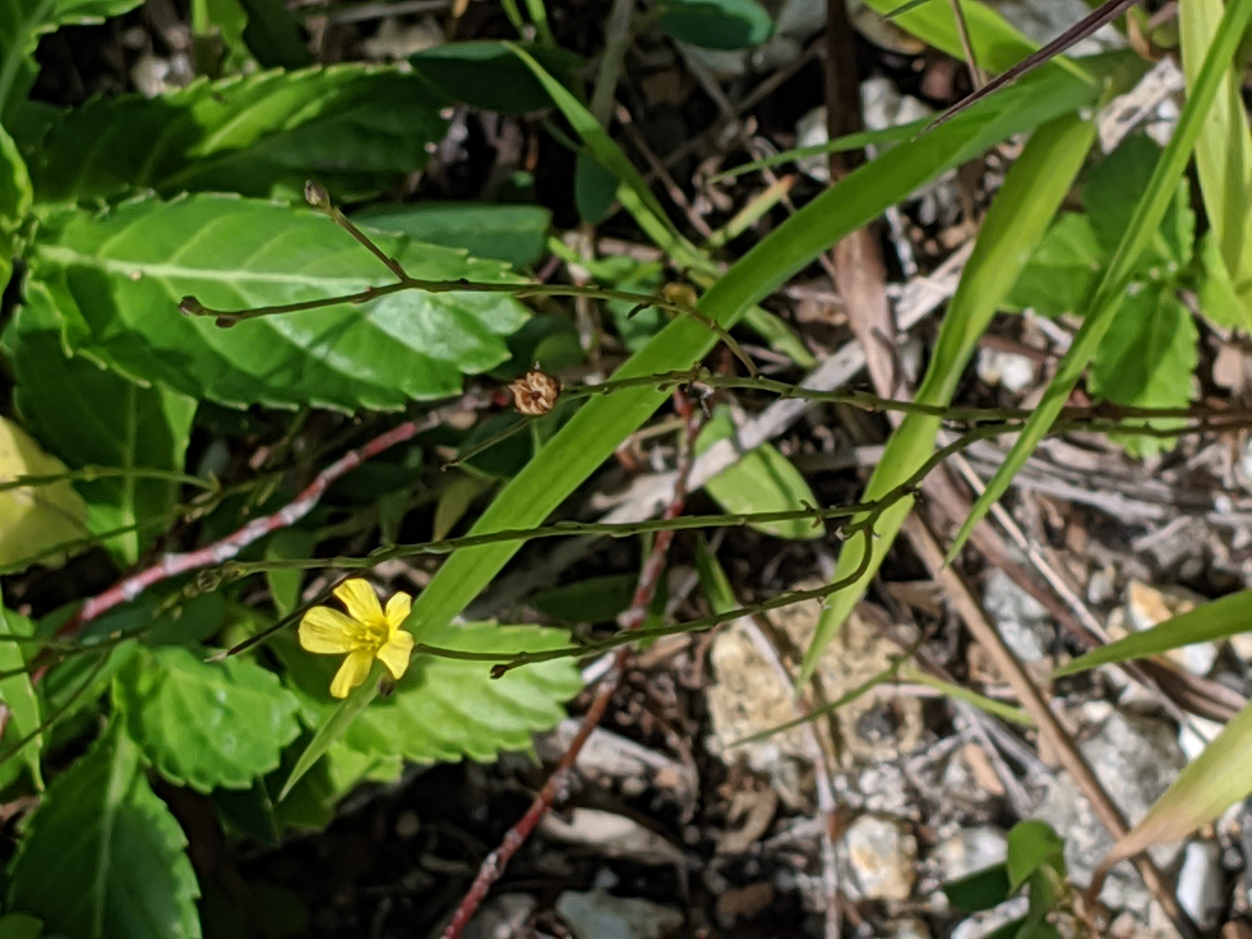 Sand flax, endangered Florida endemic | FWS.gov