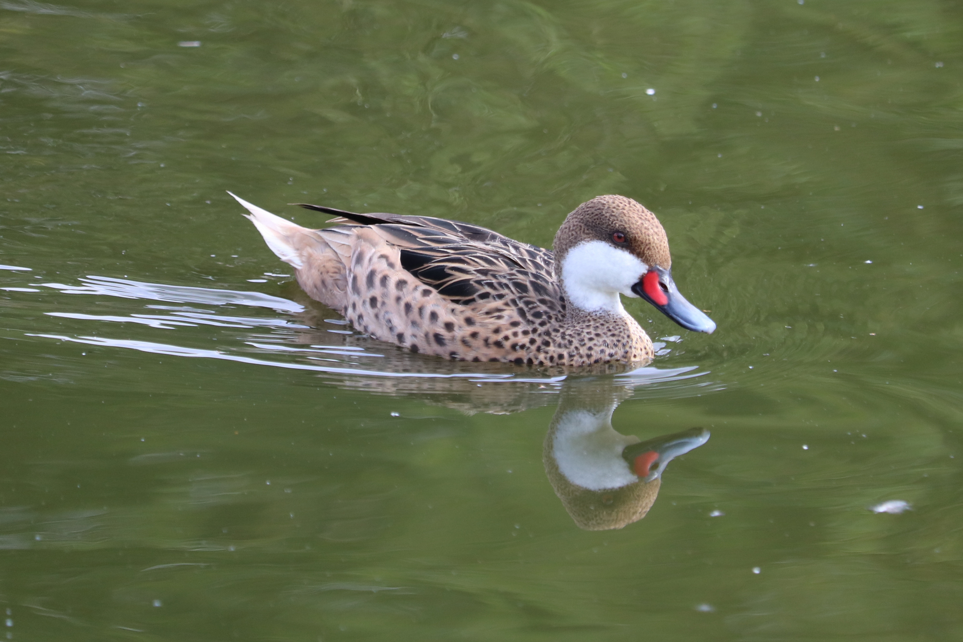 White-cheeked pintail | FWS.gov