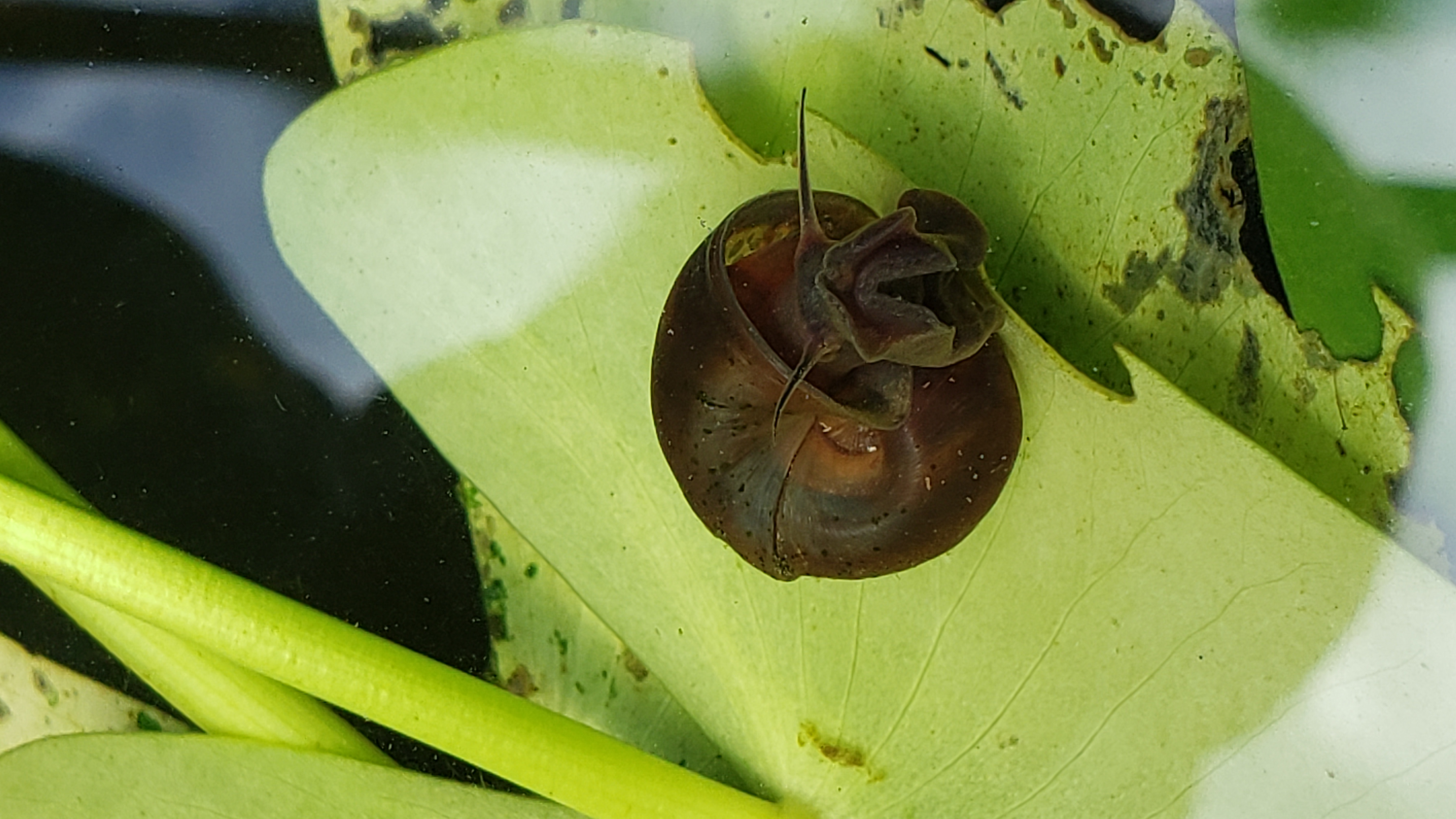 Magnificent ramshorn under water | FWS.gov
