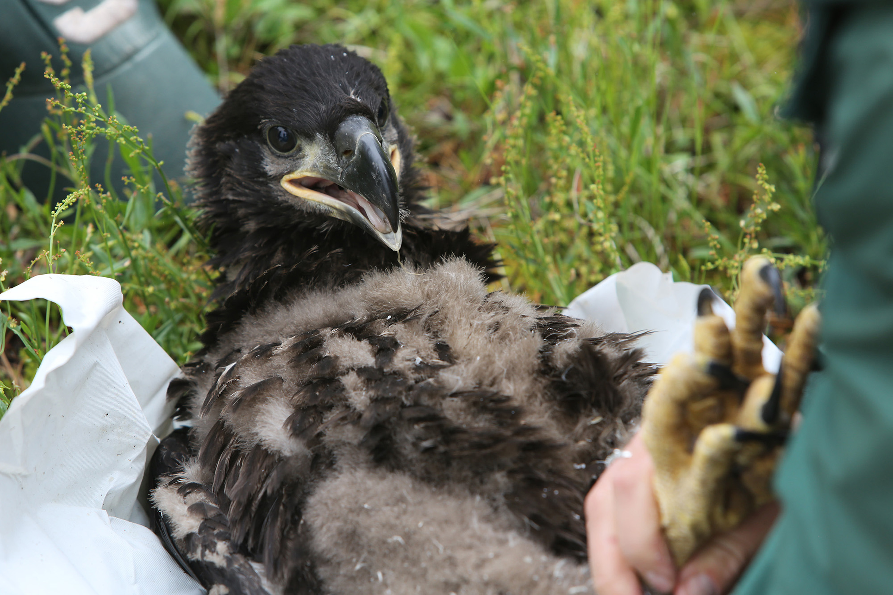 juvenile bald eagle banding.jpg | FWS.gov