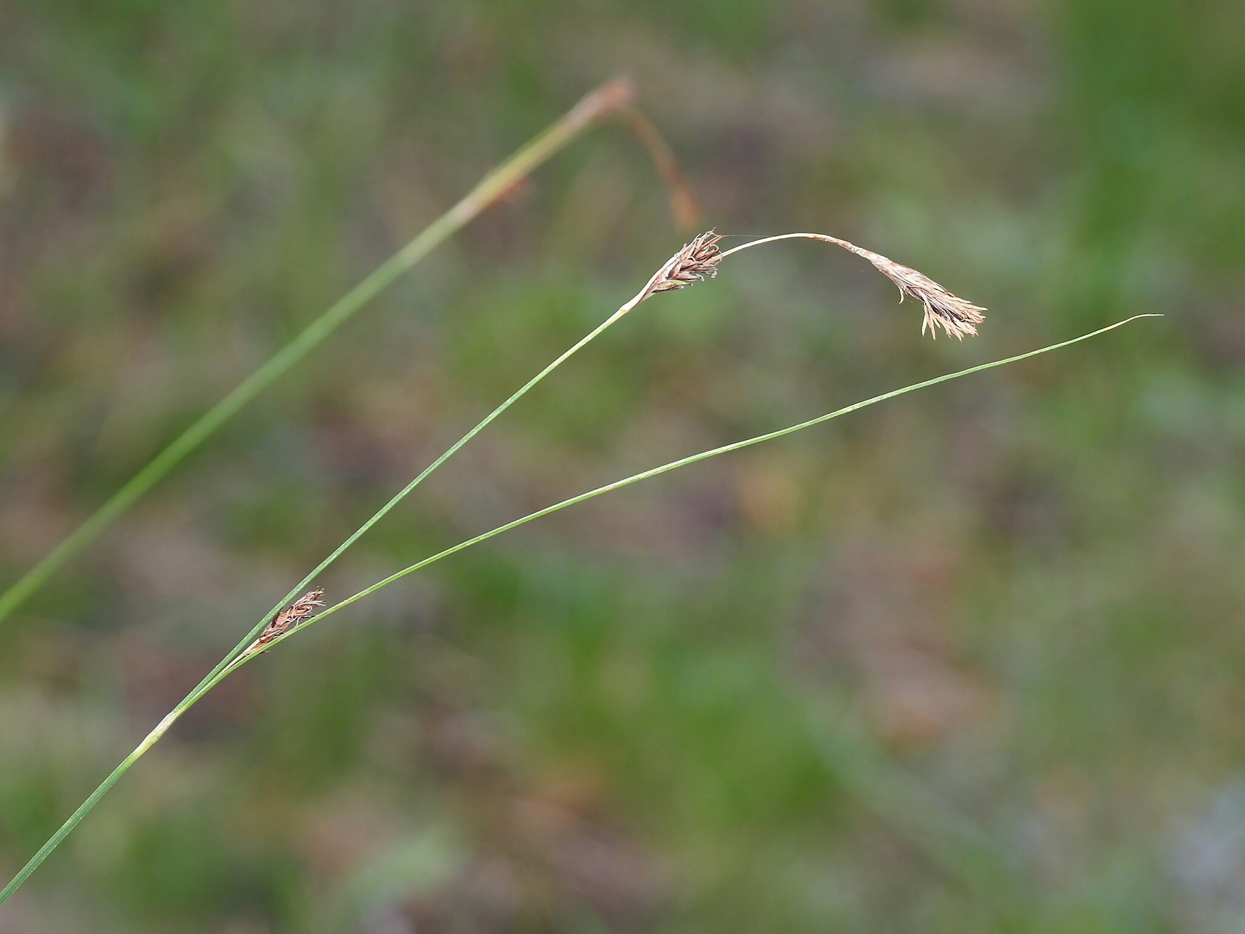 Lemmon's sedge courtesy of David Greenberger | FWS.gov