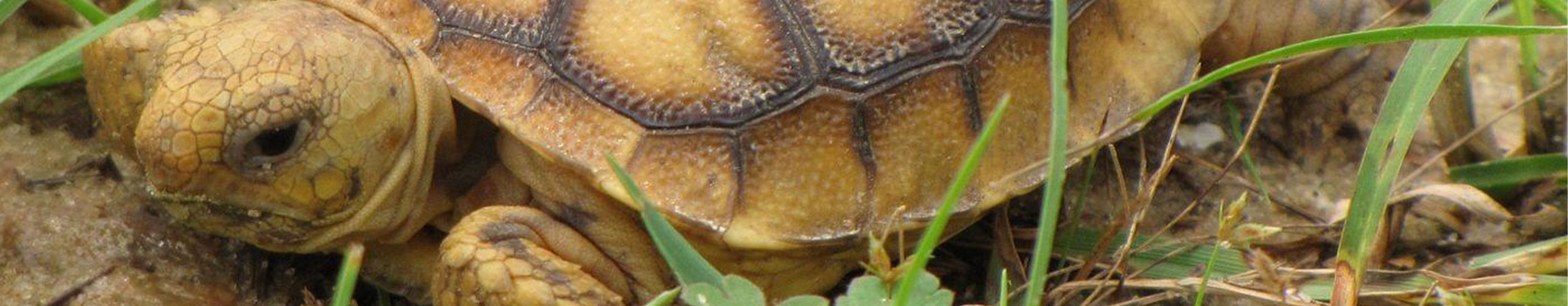 baby gopher tortoise | FWS.gov