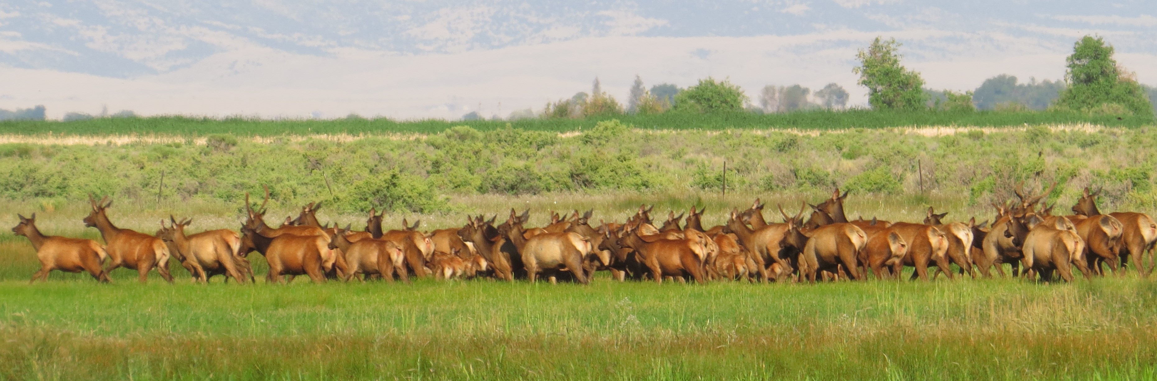 Herd of Elk on Alamosa NWR | FWS.gov