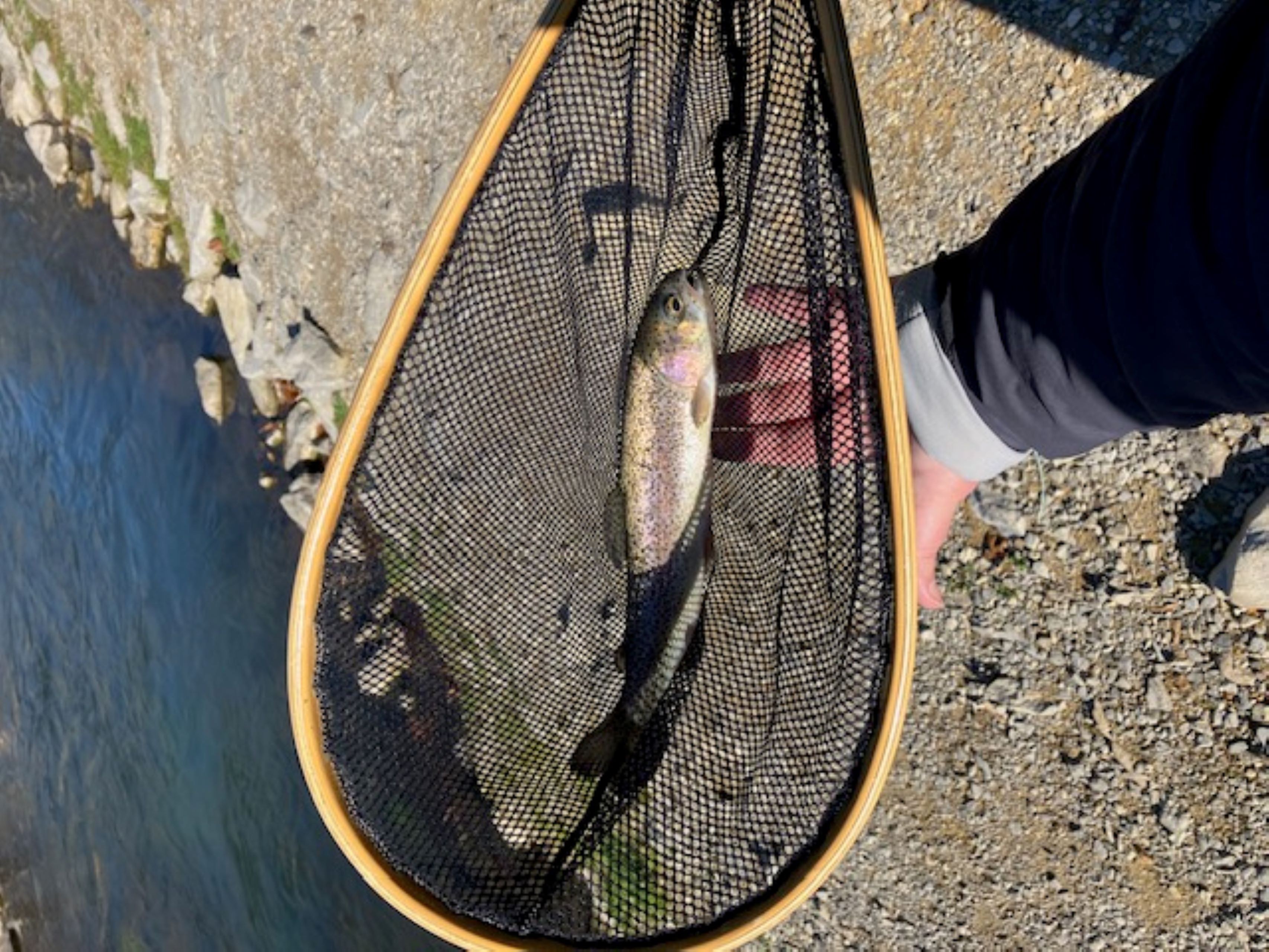 Trout in net | FWS.gov