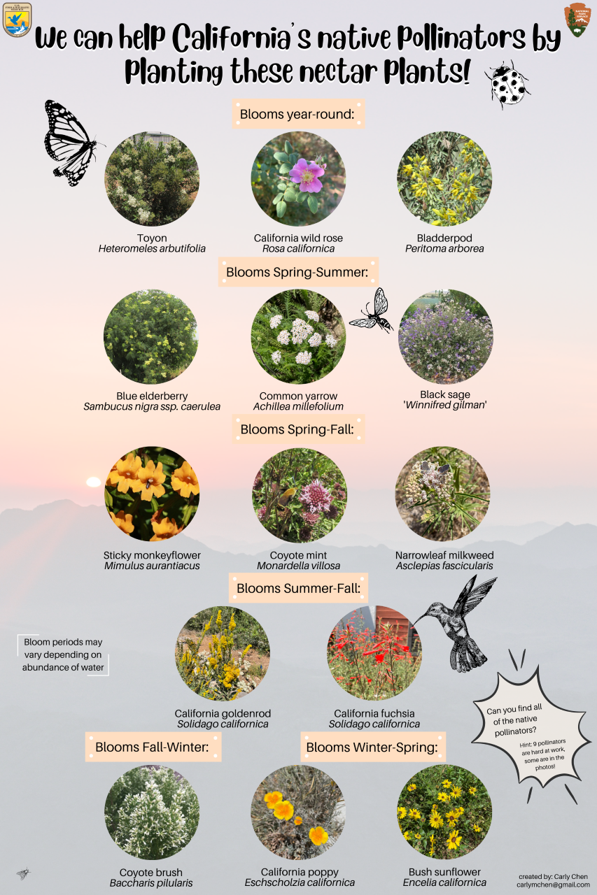 California Native Plants With Names
