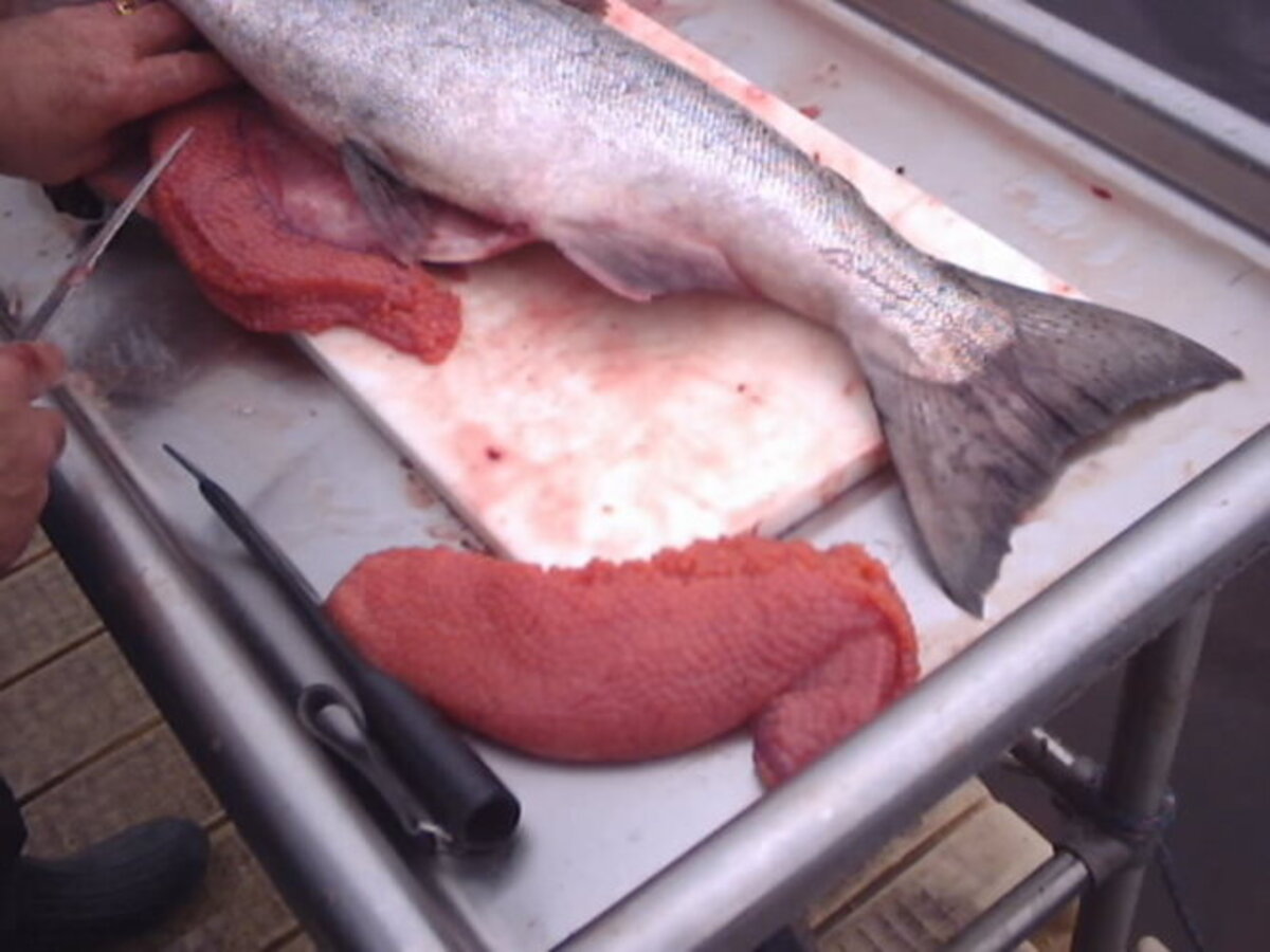Salmon Roe | FWS.gov