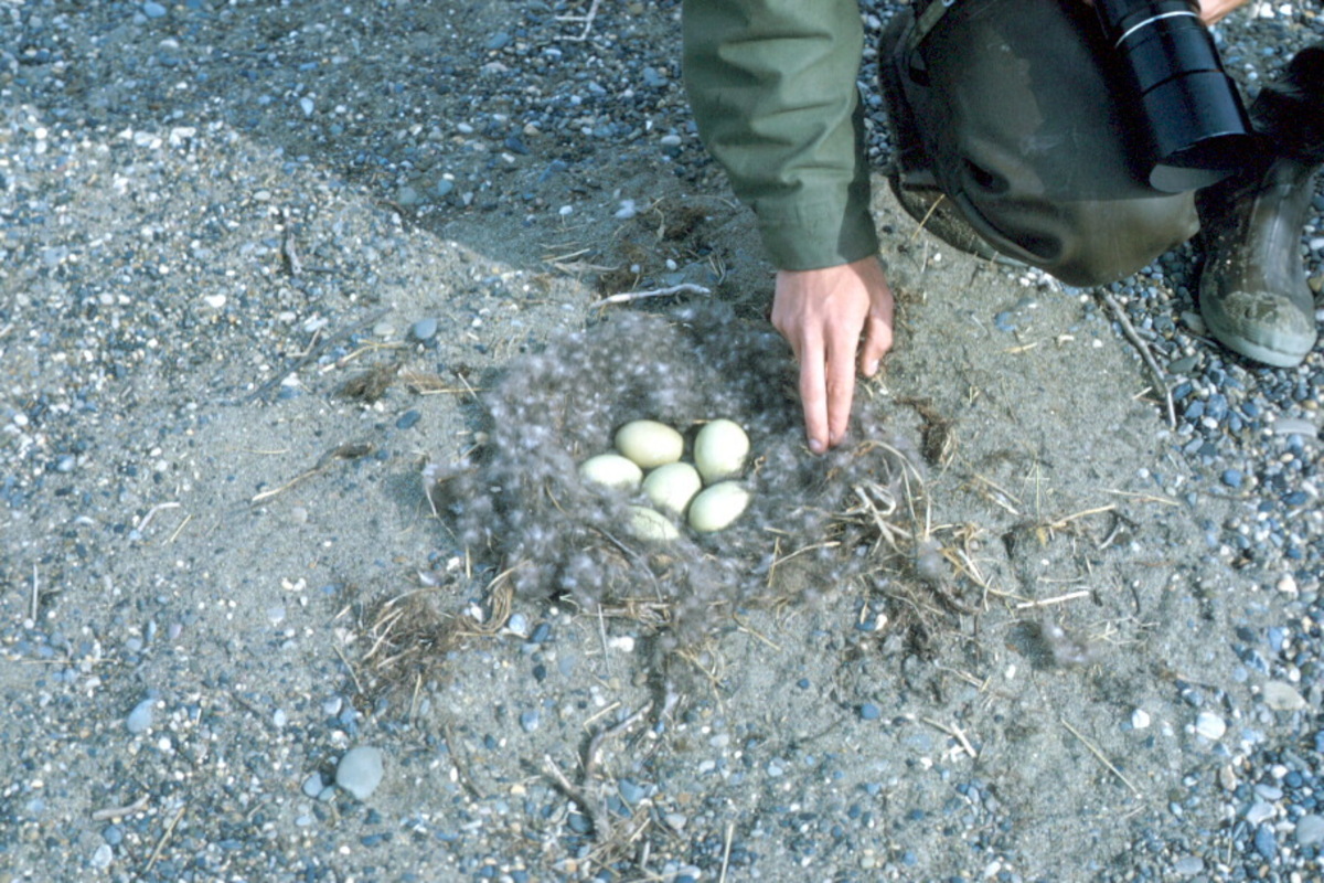 Common Eider Nest | FWS.gov
