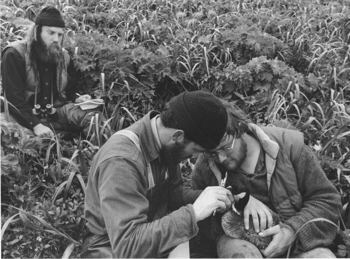 Aleutian Canada Goose Project | FWS.gov