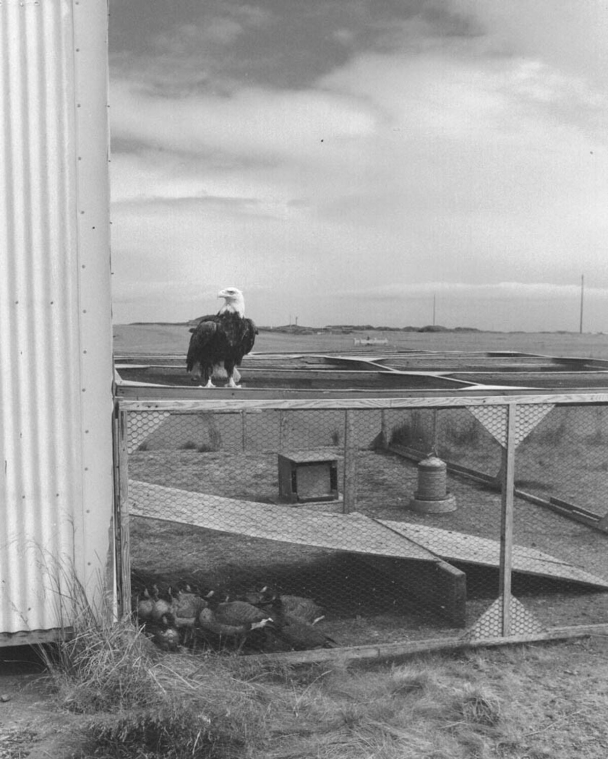 Bald eagle on goose pen | FWS.gov