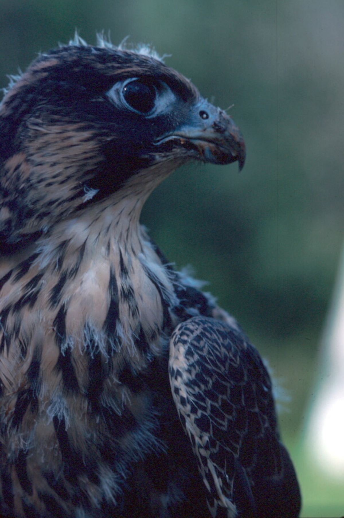 Peregrine Falcon | FWS.gov