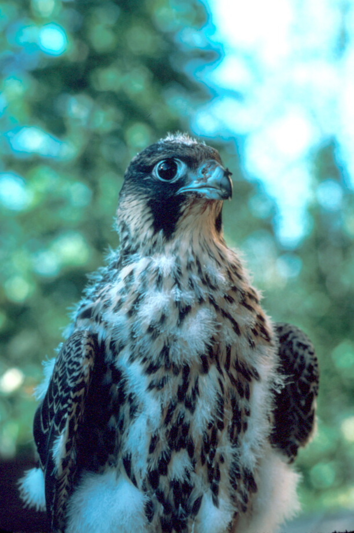 Peregrine falcon | FWS.gov