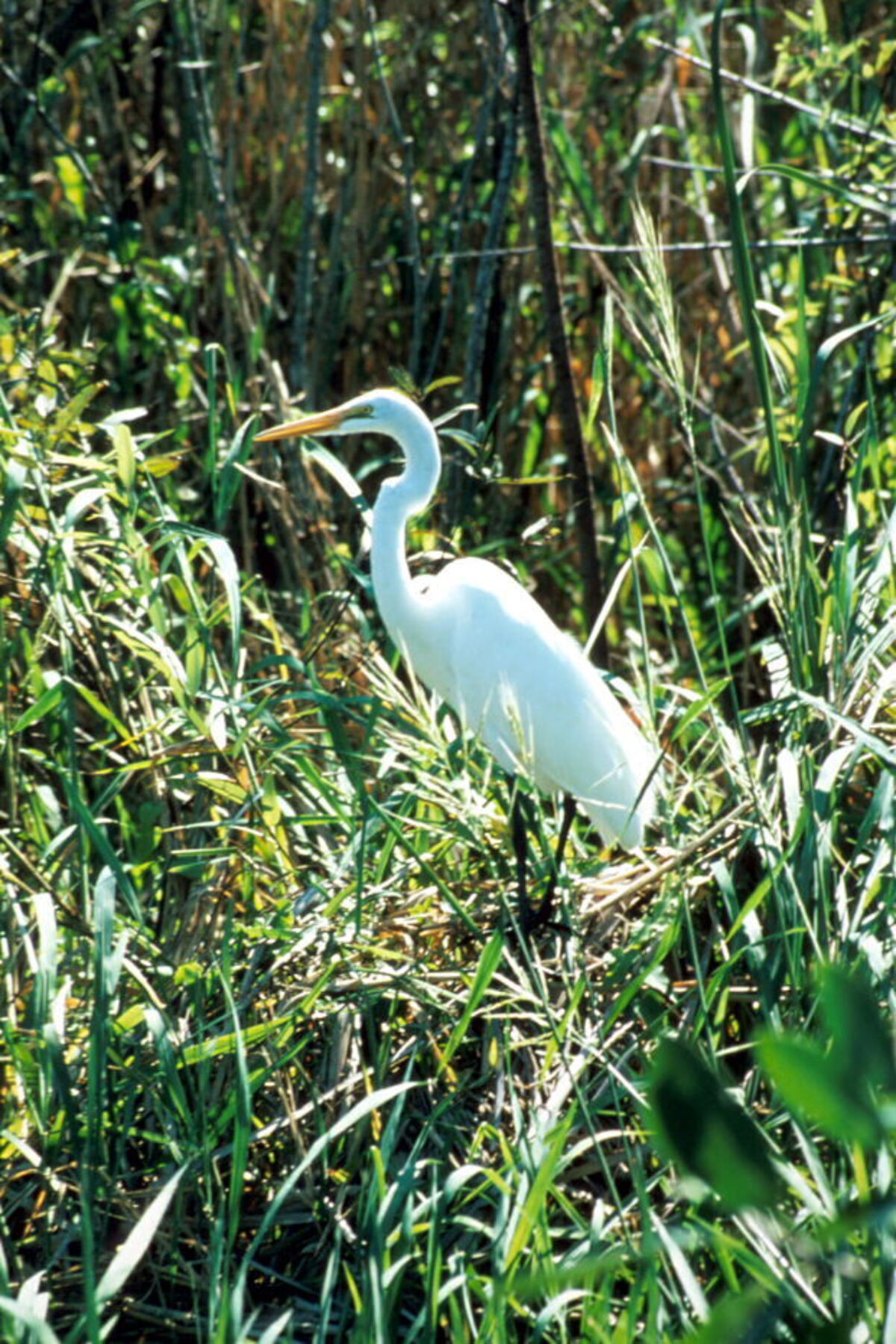 Great Egret | FWS.gov