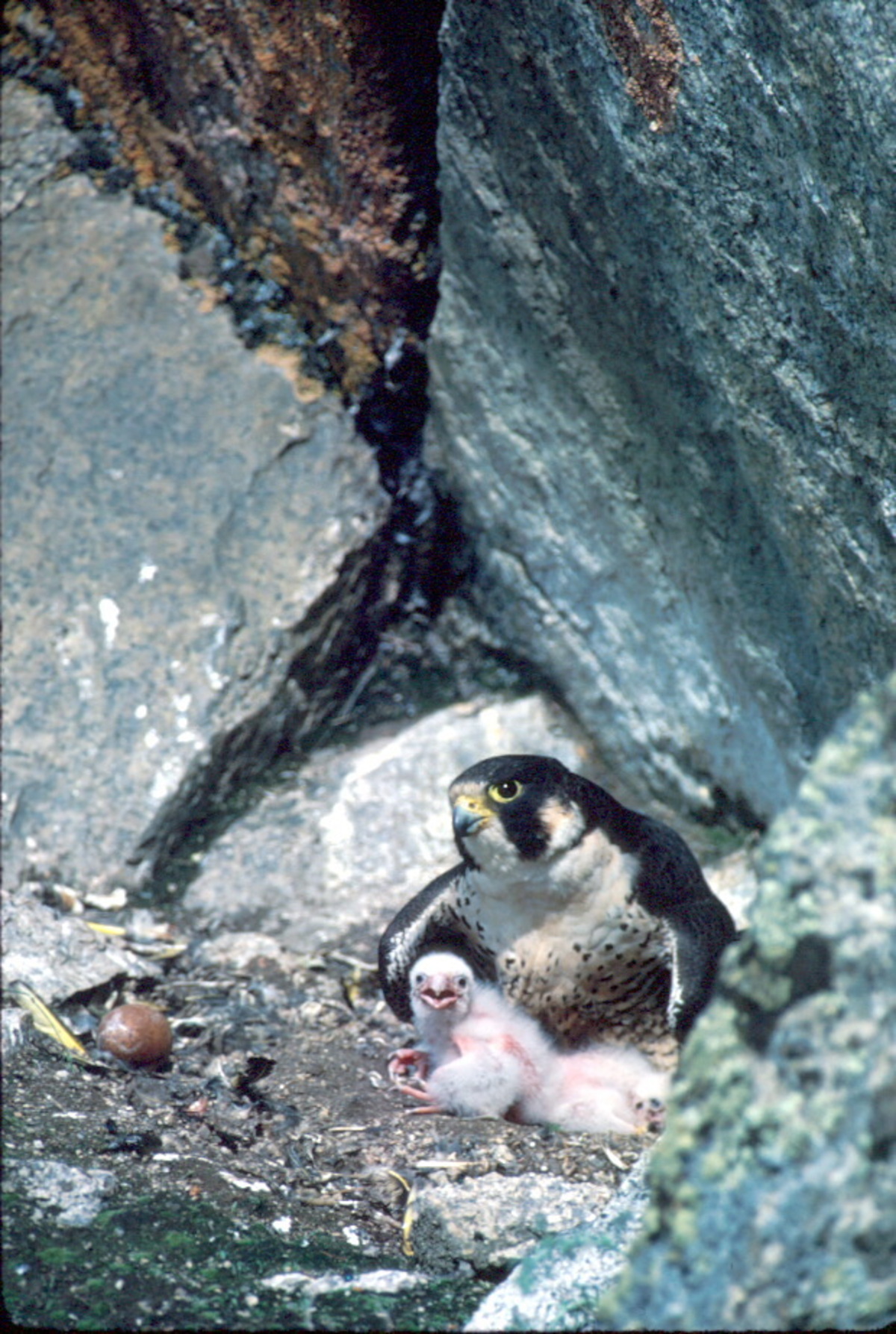 Peregrine Falcon with chicks | FWS.gov