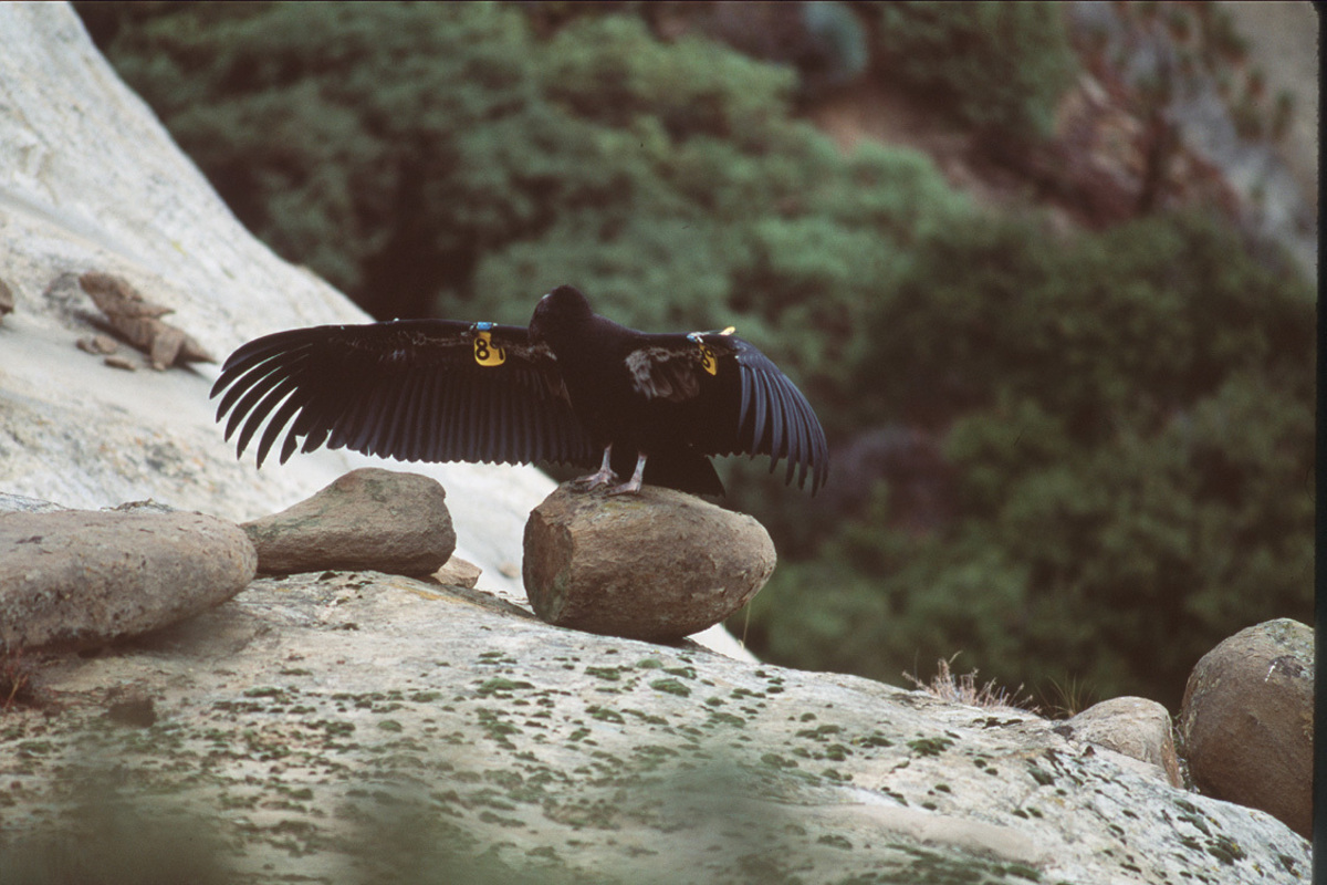 California condor | FWS.gov