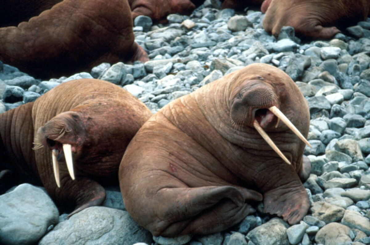 Walrus pair | FWS.gov