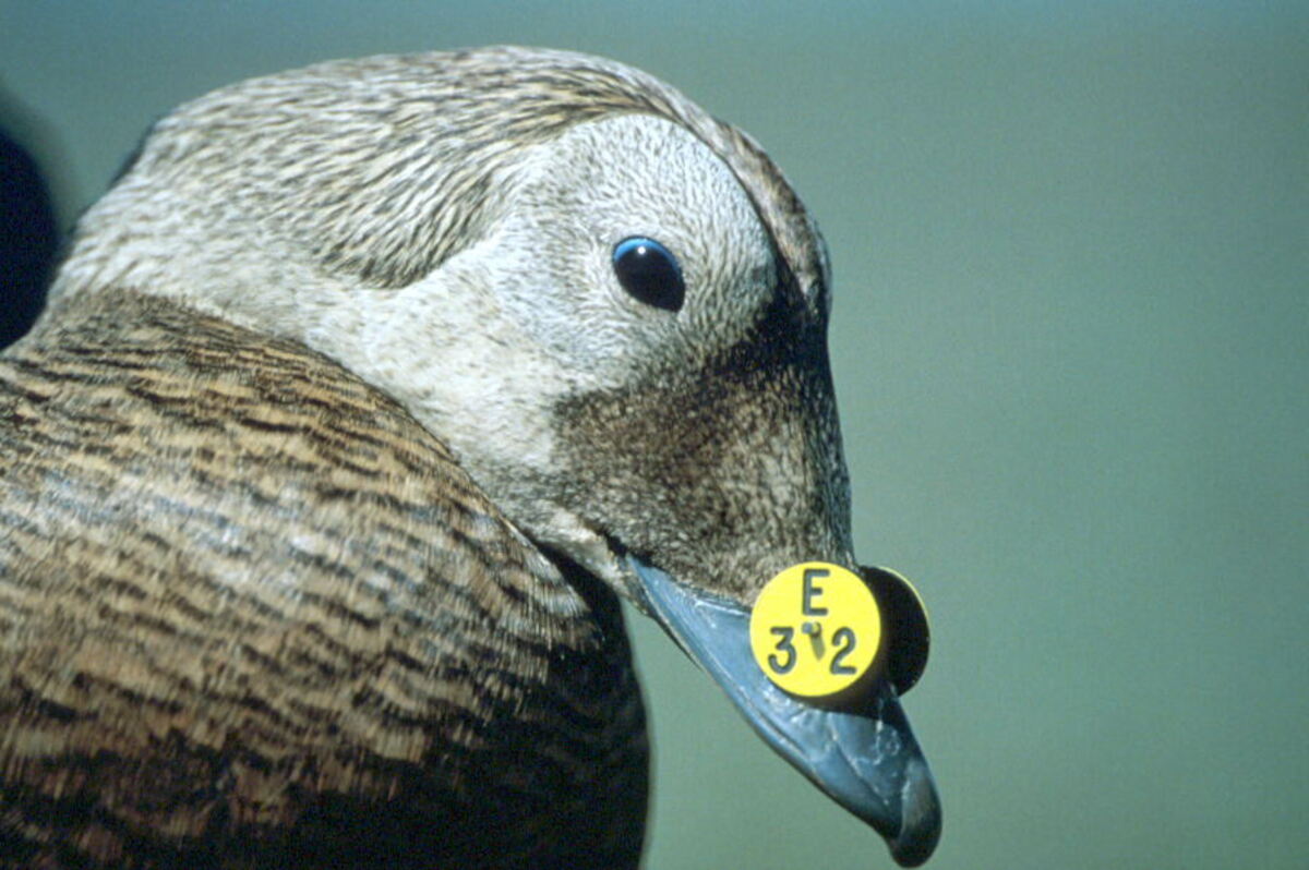 Spectacled Eiders | FWS.gov