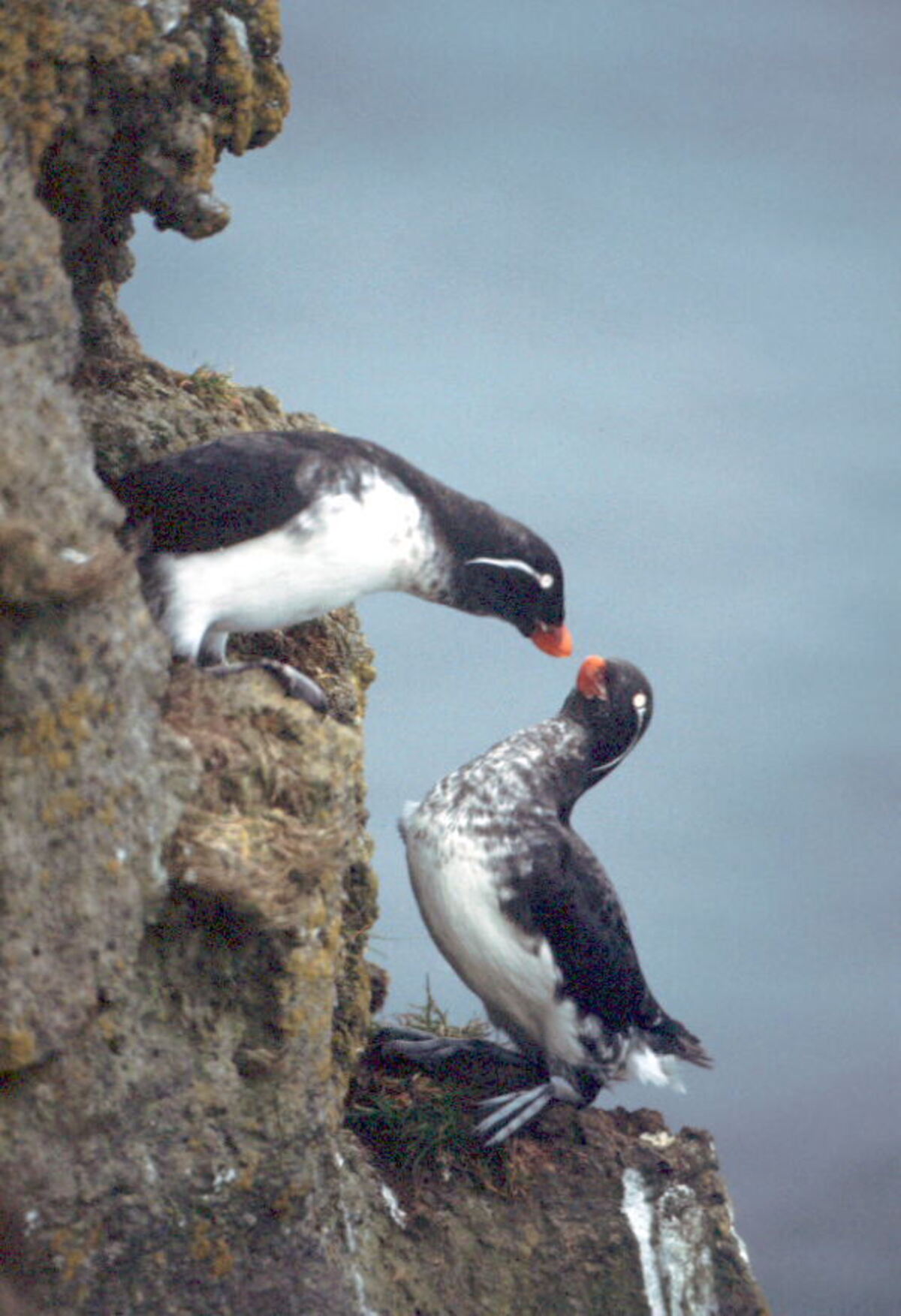 Parakeet Auklet | FWS.gov