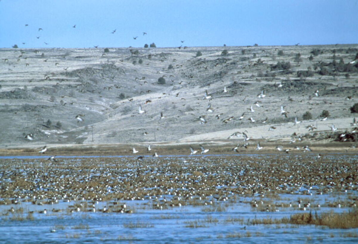 Pintail Flock | FWS.gov