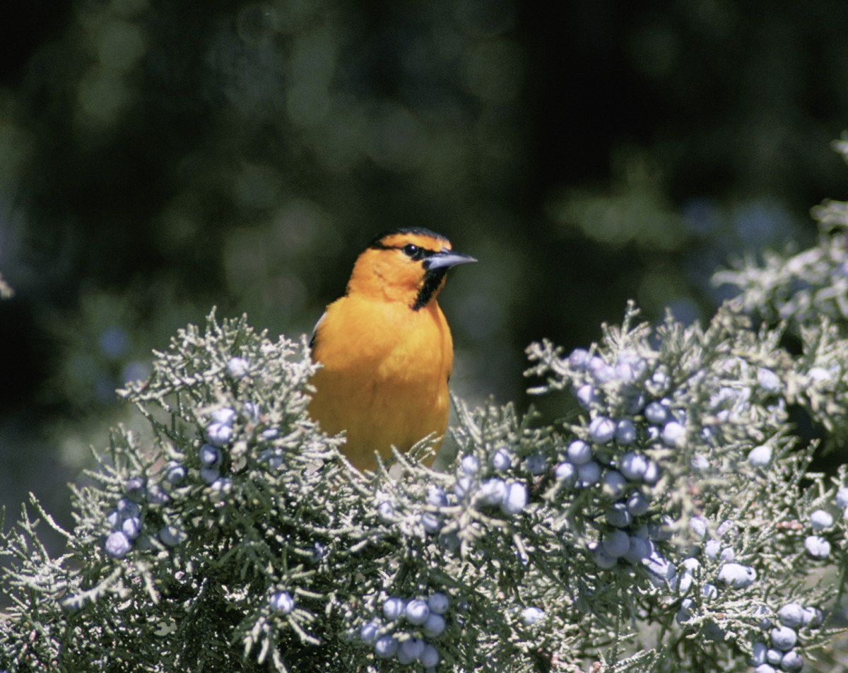 Bullock's oriole | FWS.gov
