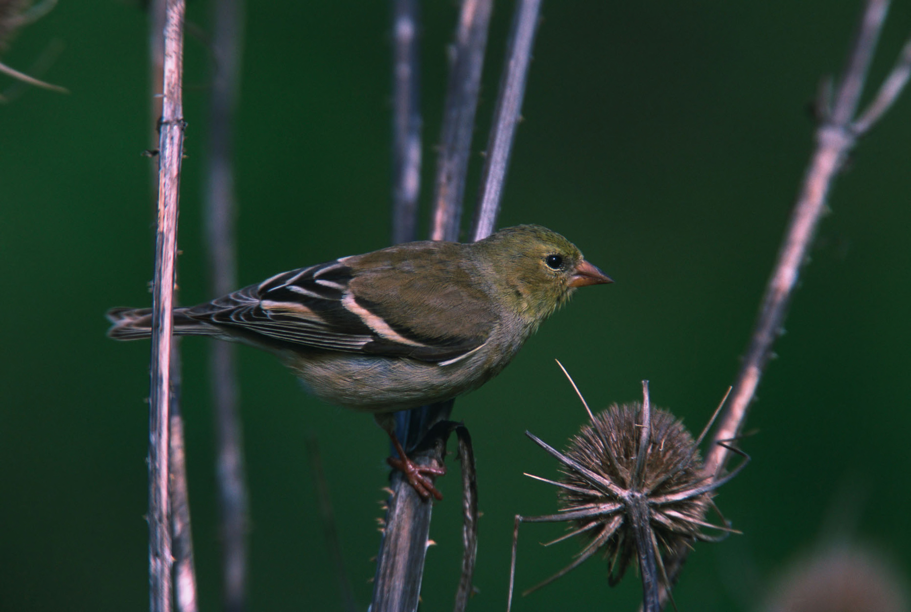 American goldfinch | FWS.gov