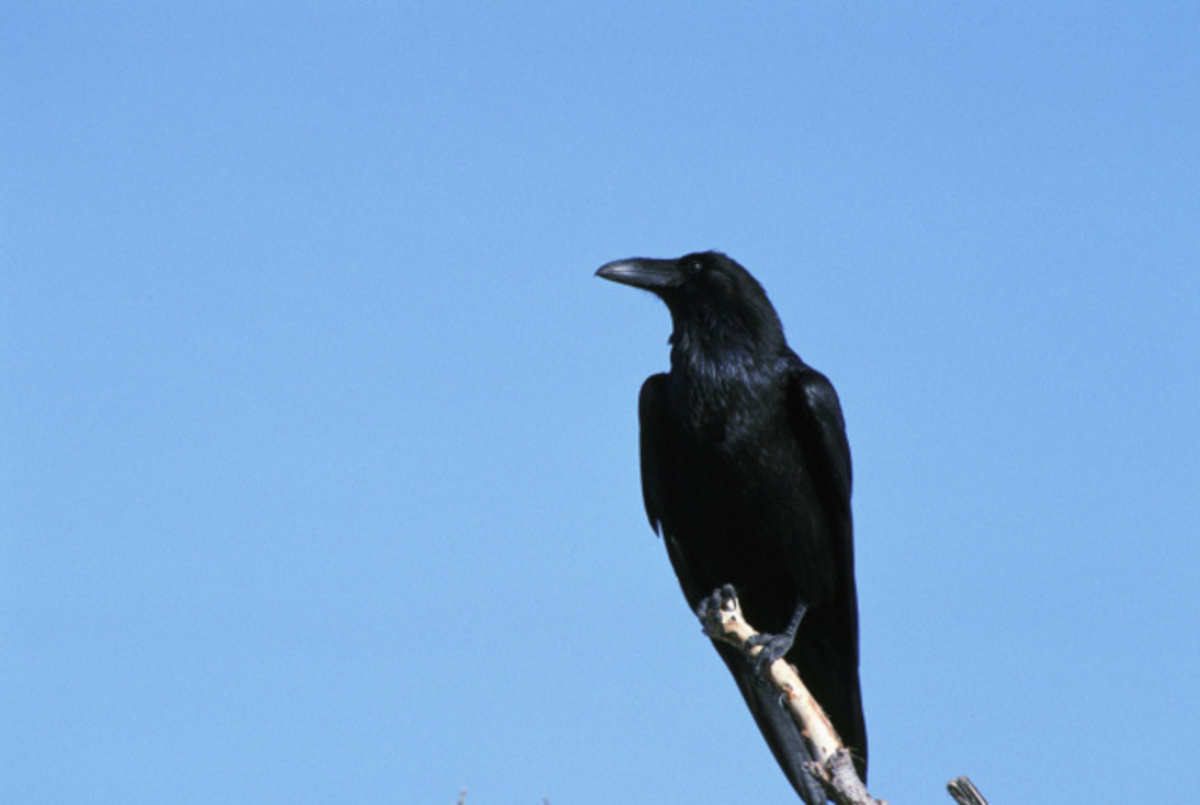 Common raven | FWS.gov