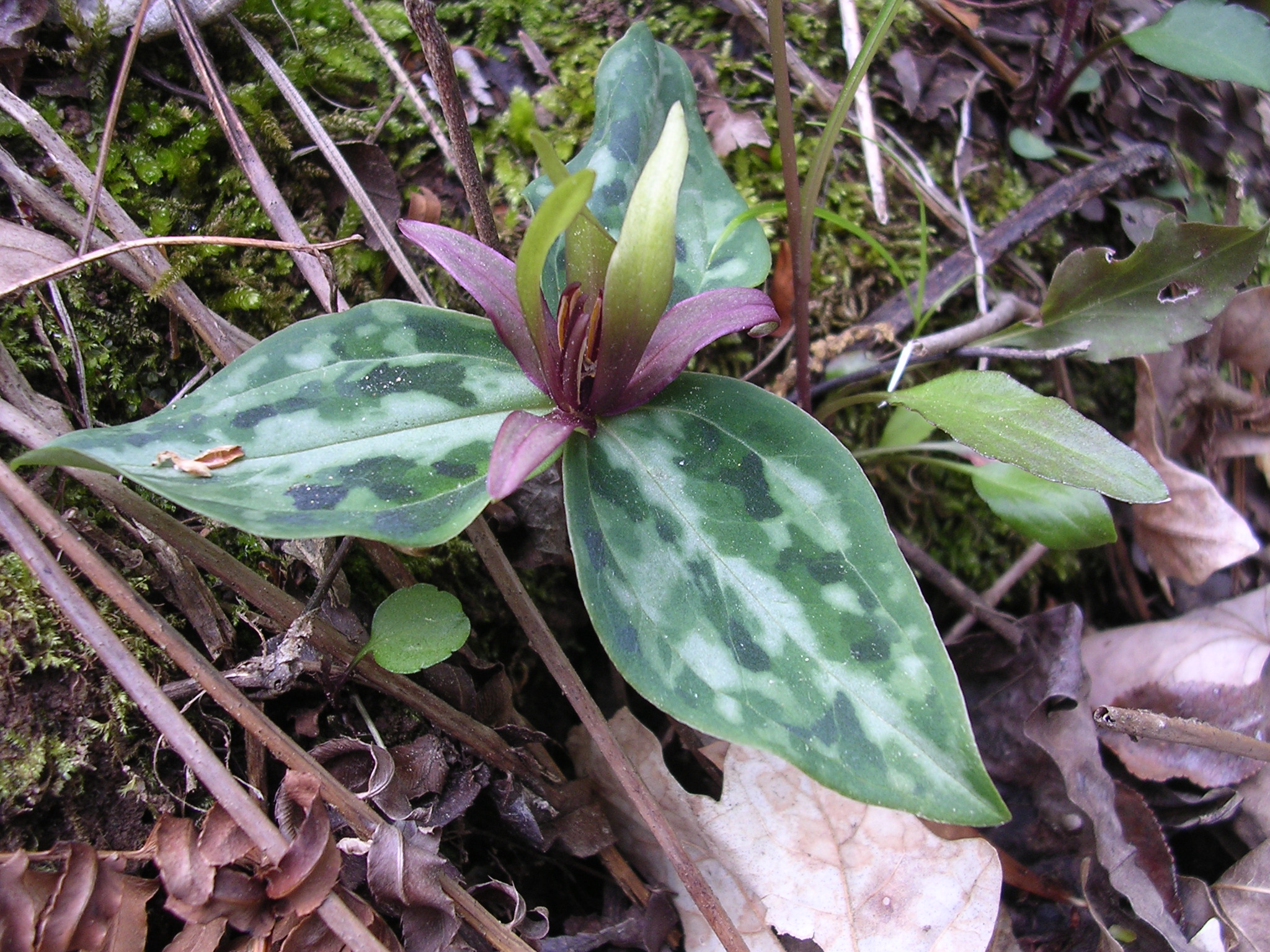 Relict trillium | FWS.gov
