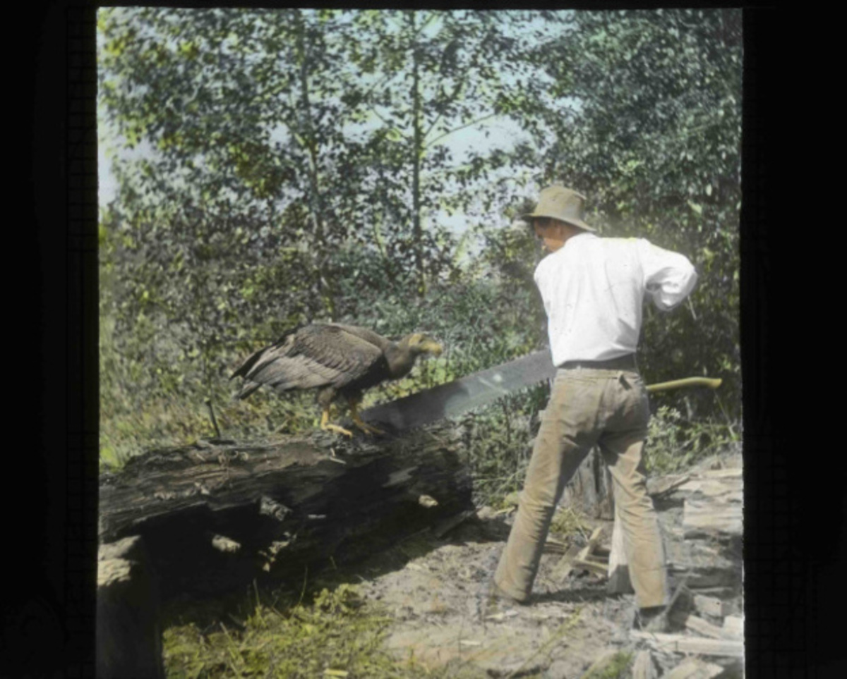 Finley saws log as condor perches along side | FWS.gov