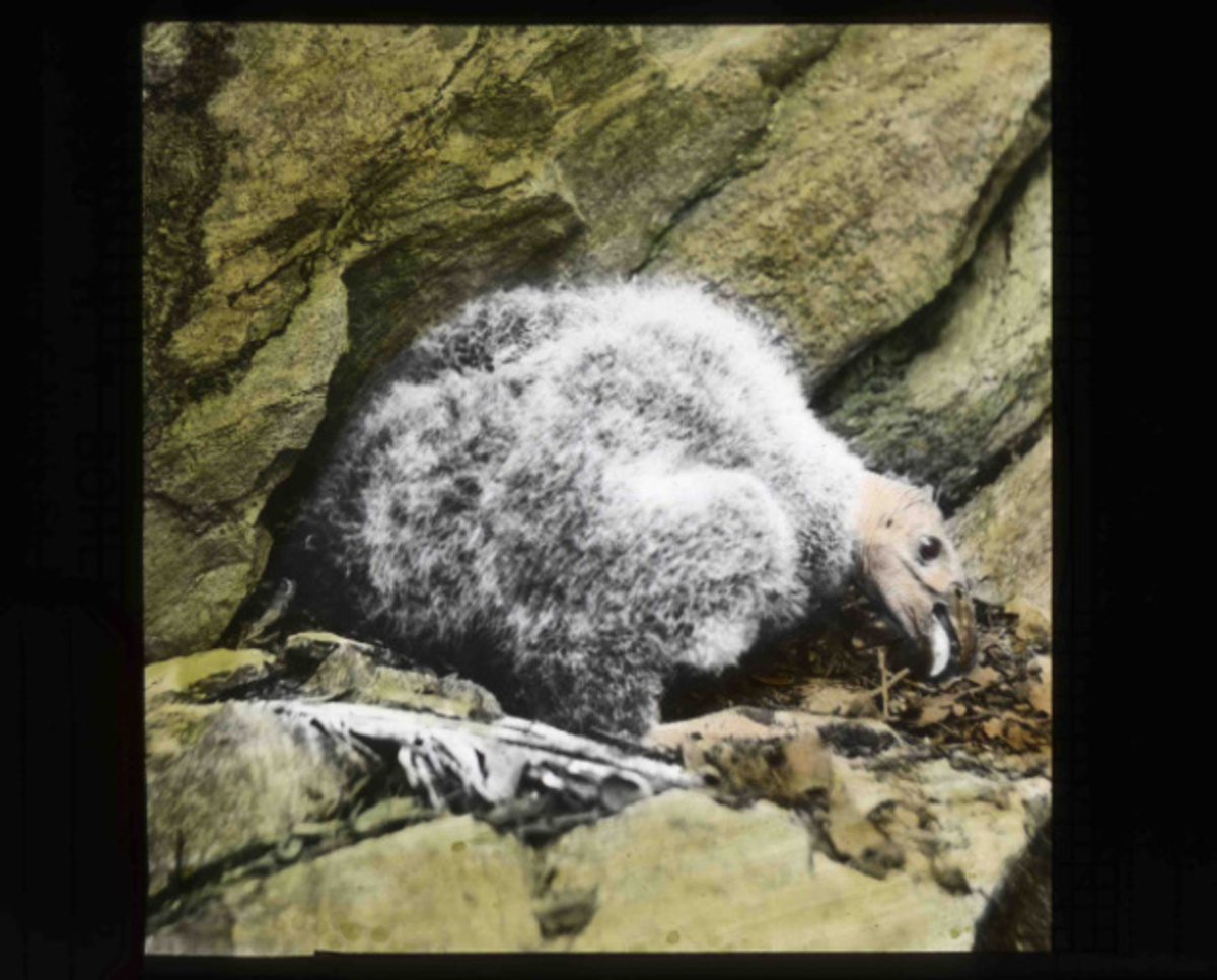 California condor (Gymnogyps californianus) chick in its cliffside nest ...