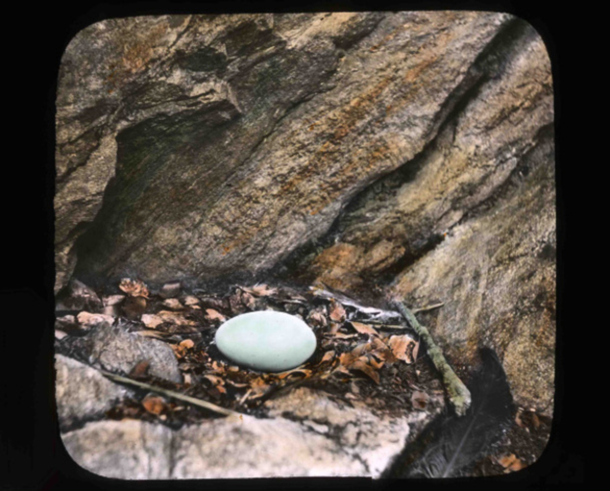 California condor (Gymnogyps californianus) egg in cliffside nest ...