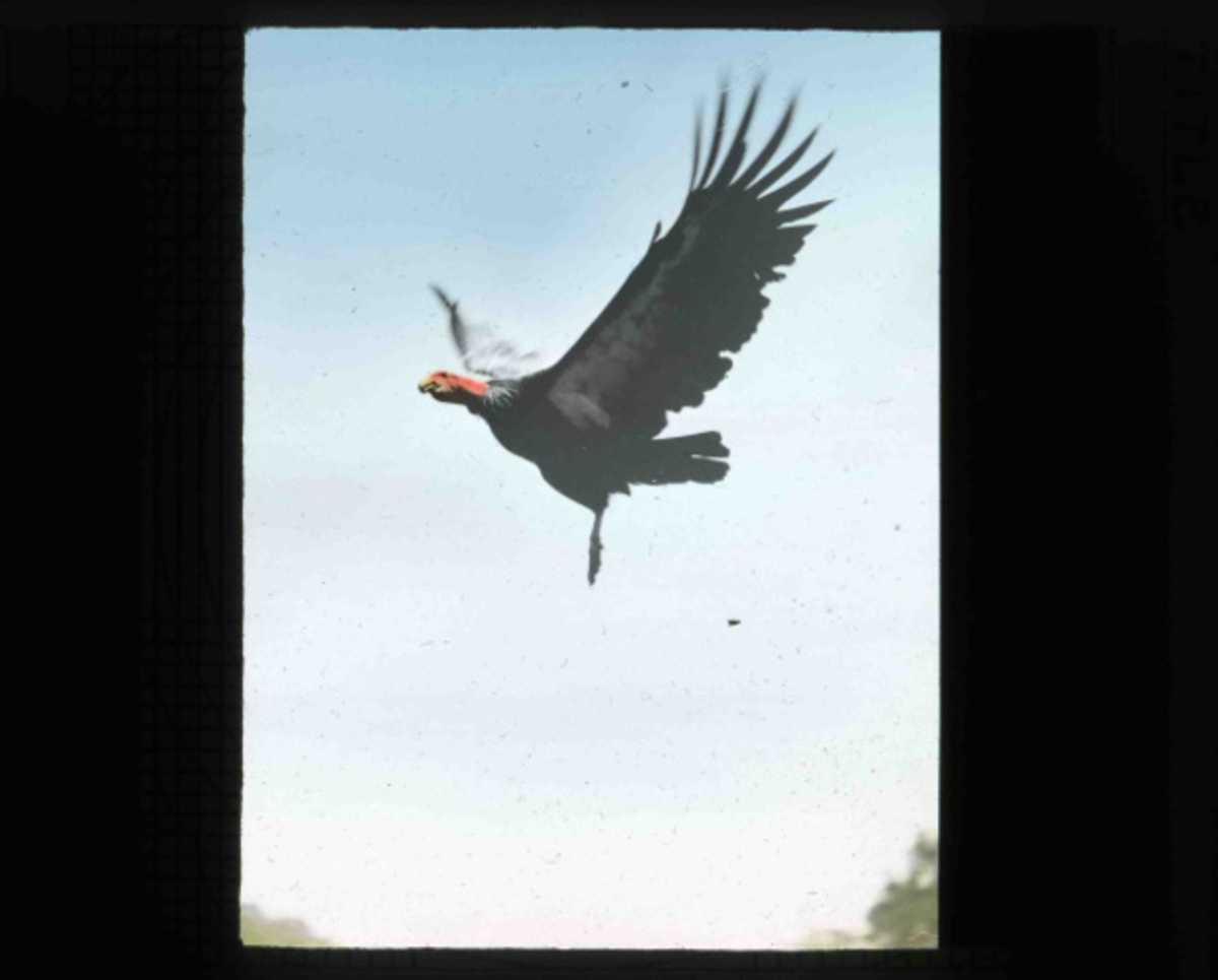 California condor in flight | FWS.gov