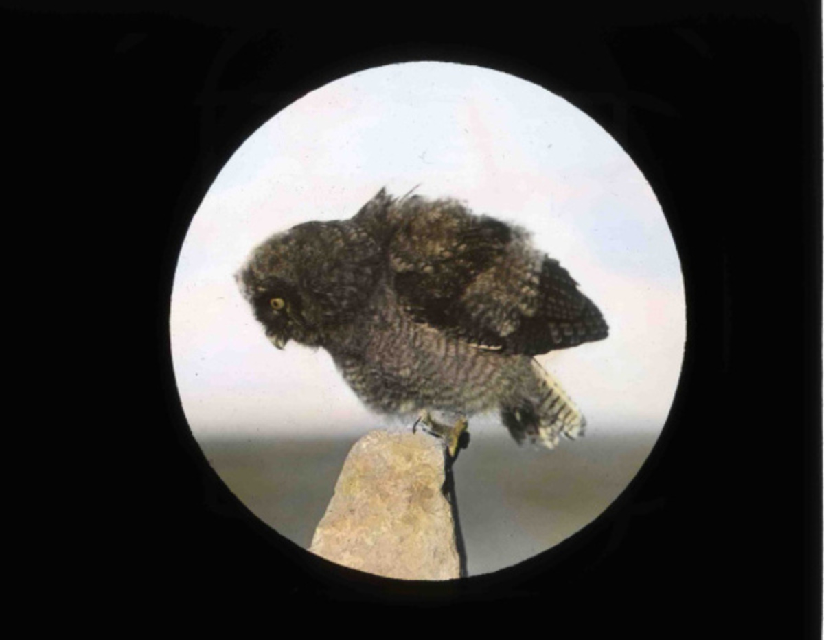 Young Great horned owl | FWS.gov