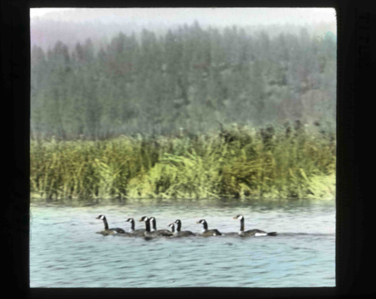 Canada Geese | FWS.gov