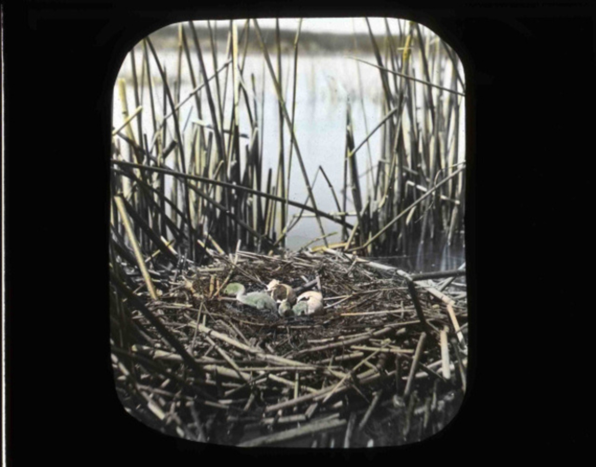 Nest site in Klamath Marsh | FWS.gov