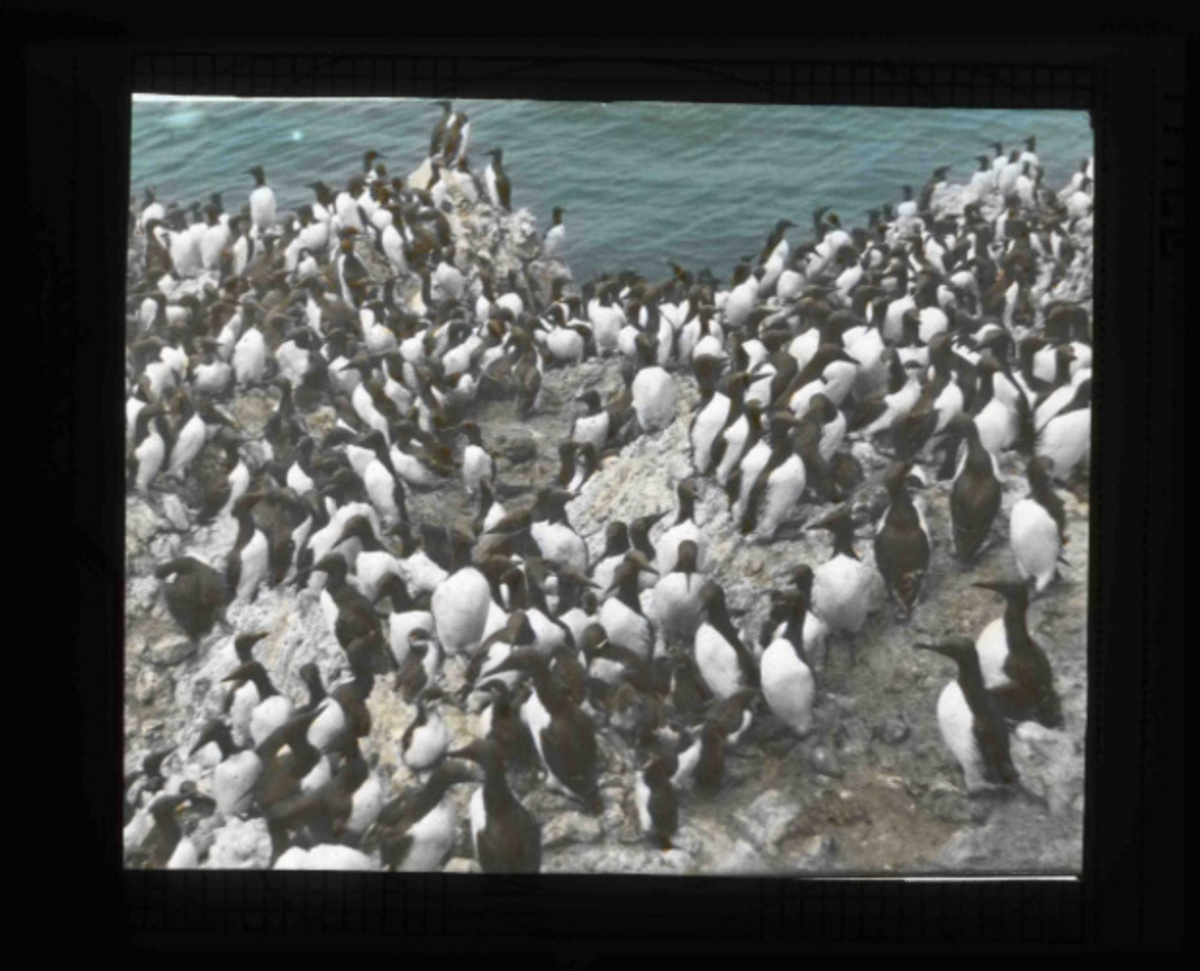 Common Murres | FWS.gov