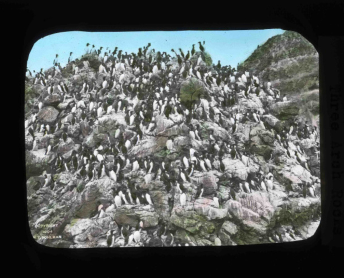 Common Murres | FWS.gov