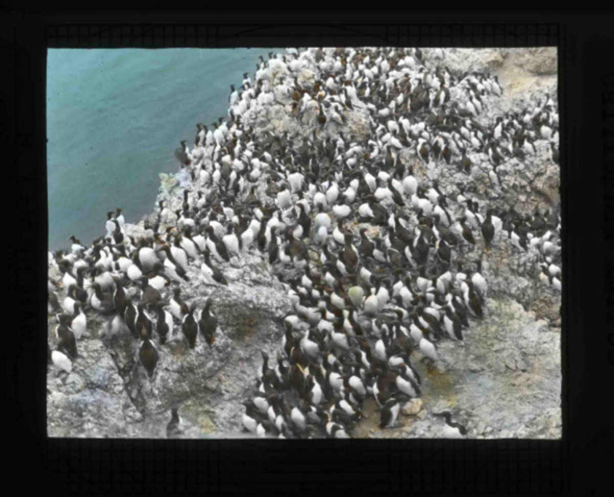 Common Murres | FWS.gov