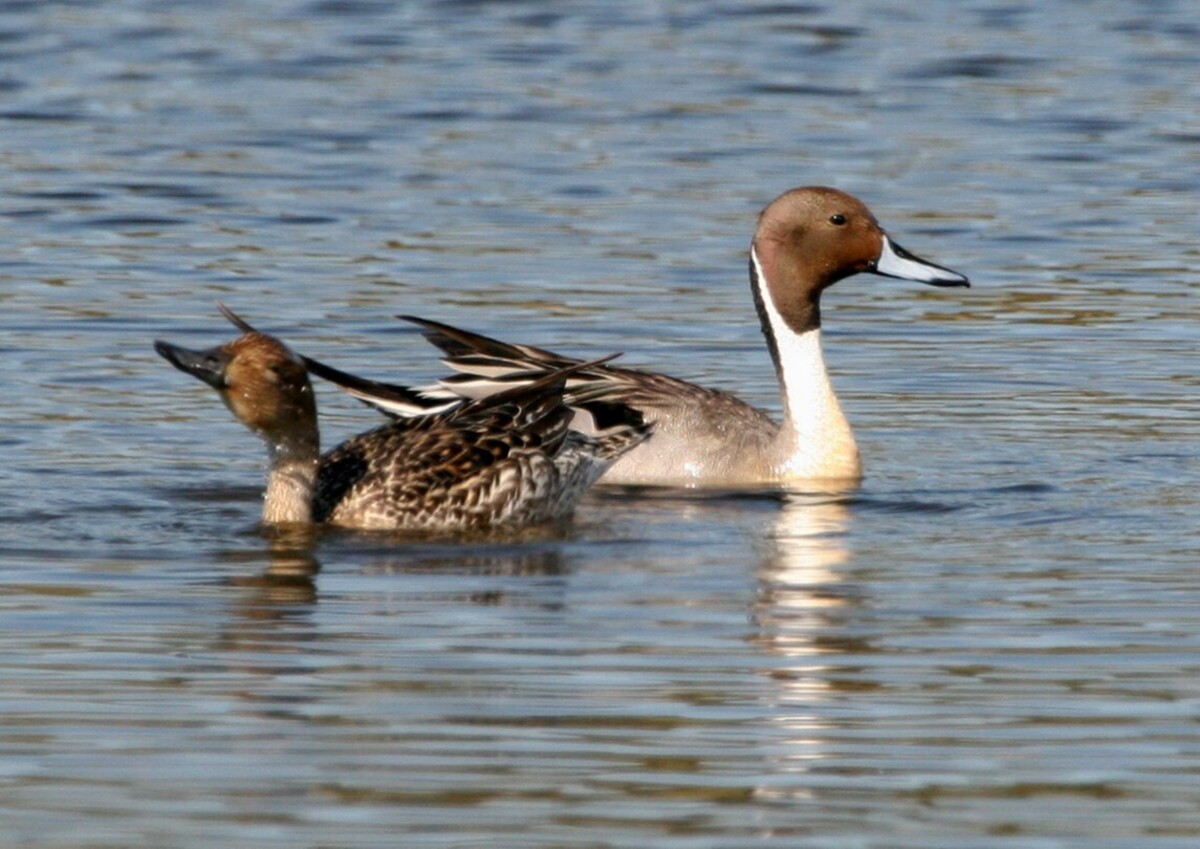 Northern Pintail pair | FWS.gov